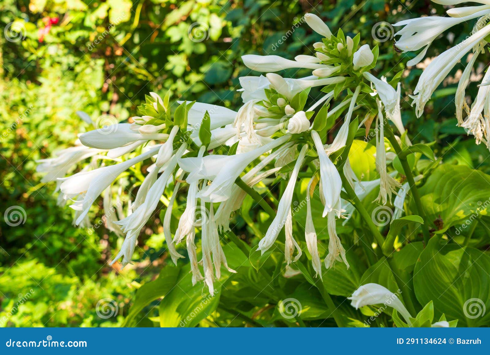 White Hosta Plant Flowering in Garden, Freshness of Nature Stock Photo ...