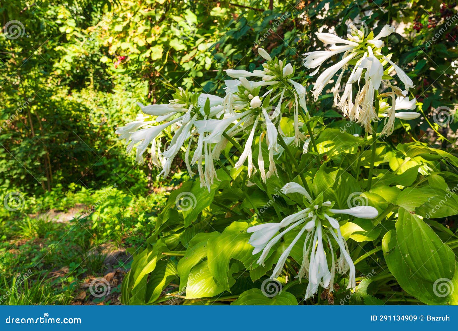 White Hosta Plant Flowering in Garden, Nature Freshness Stock Image ...