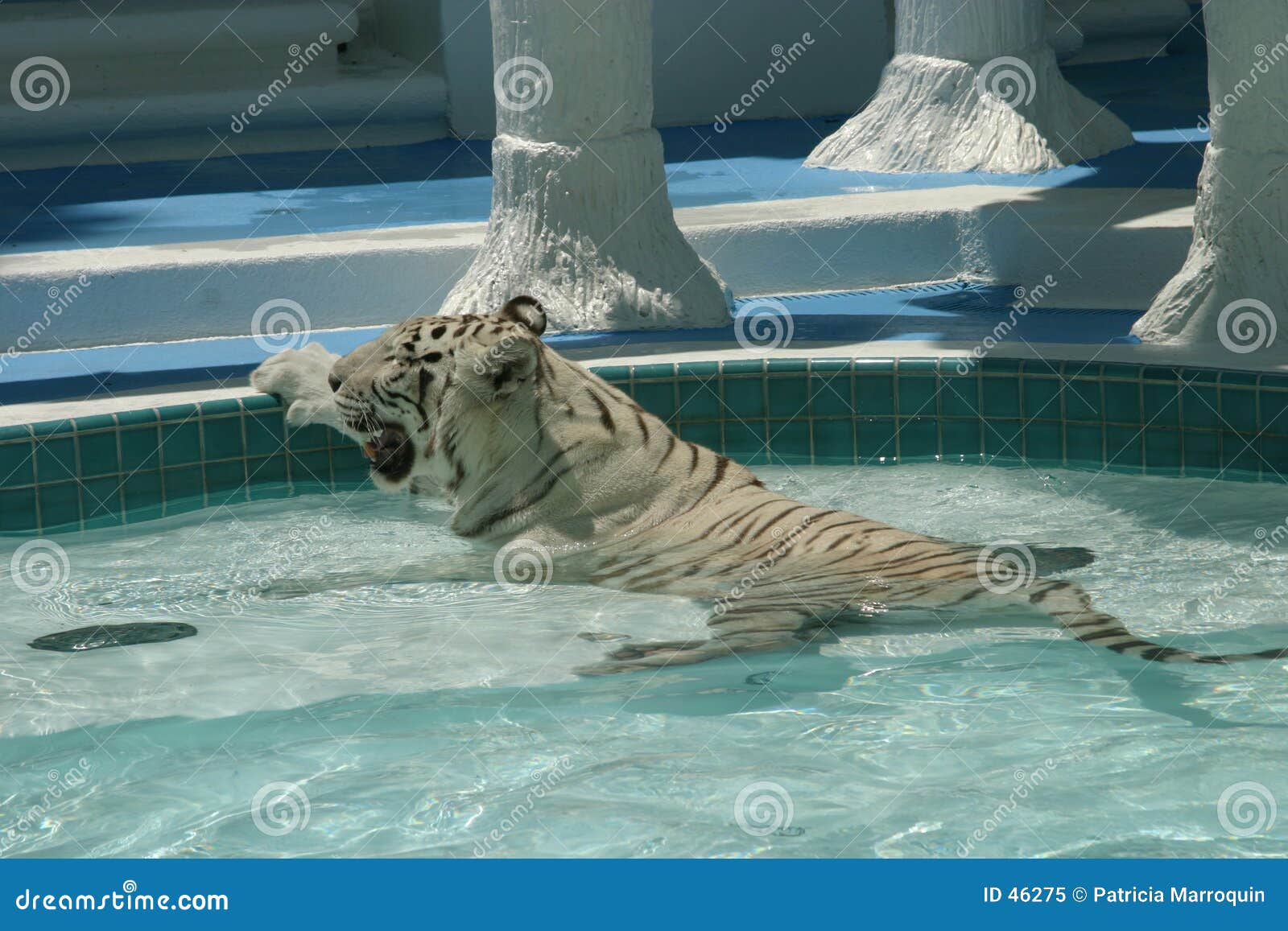 White Hot Tiger stock image. Image of temperature, white - 46275