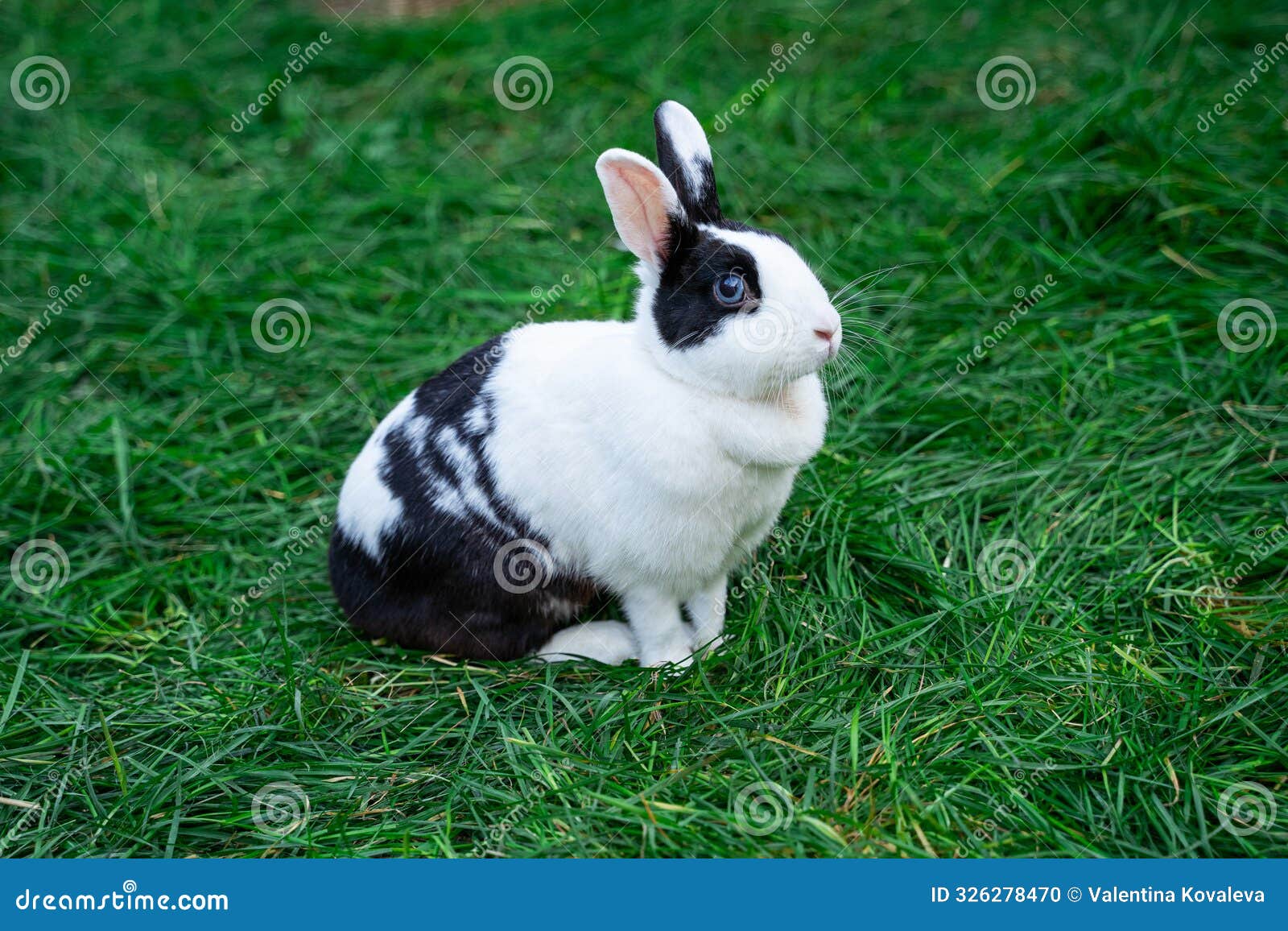 White Hotot Hermelin Medium Sized Rabbit with Blue Eyes Sits on a Green ...