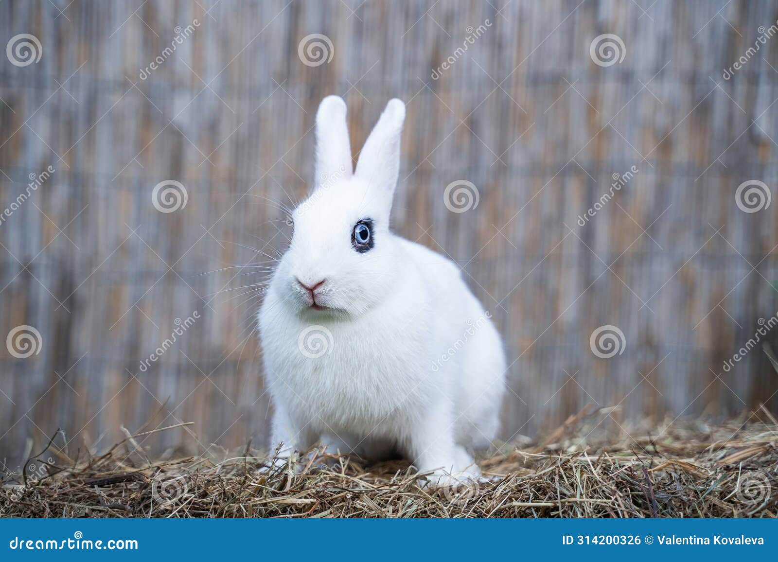 White Hotot Medium Rabbit Sitting on a Hay before Easter Stock Photo ...