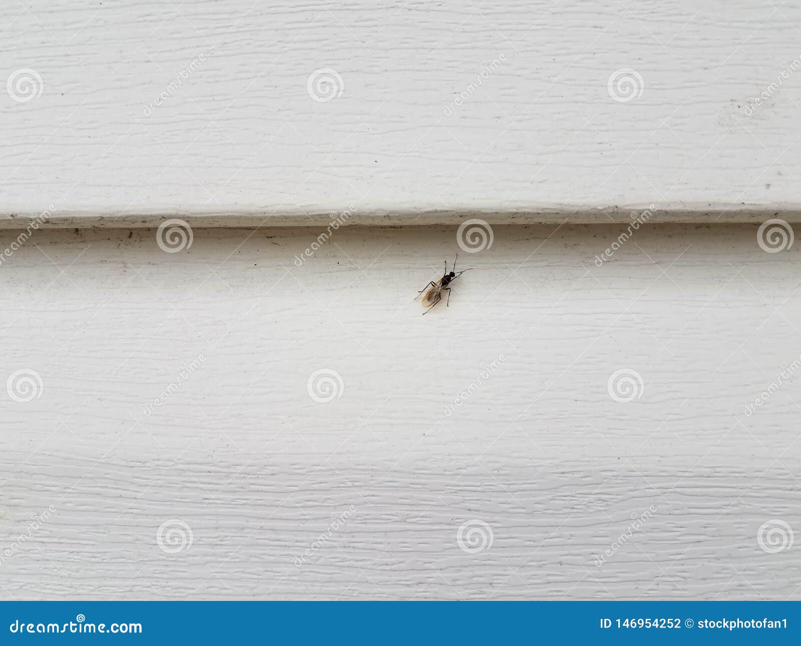 White House Siding with Winged Insect with Antenna Stock Photo - Image ...
