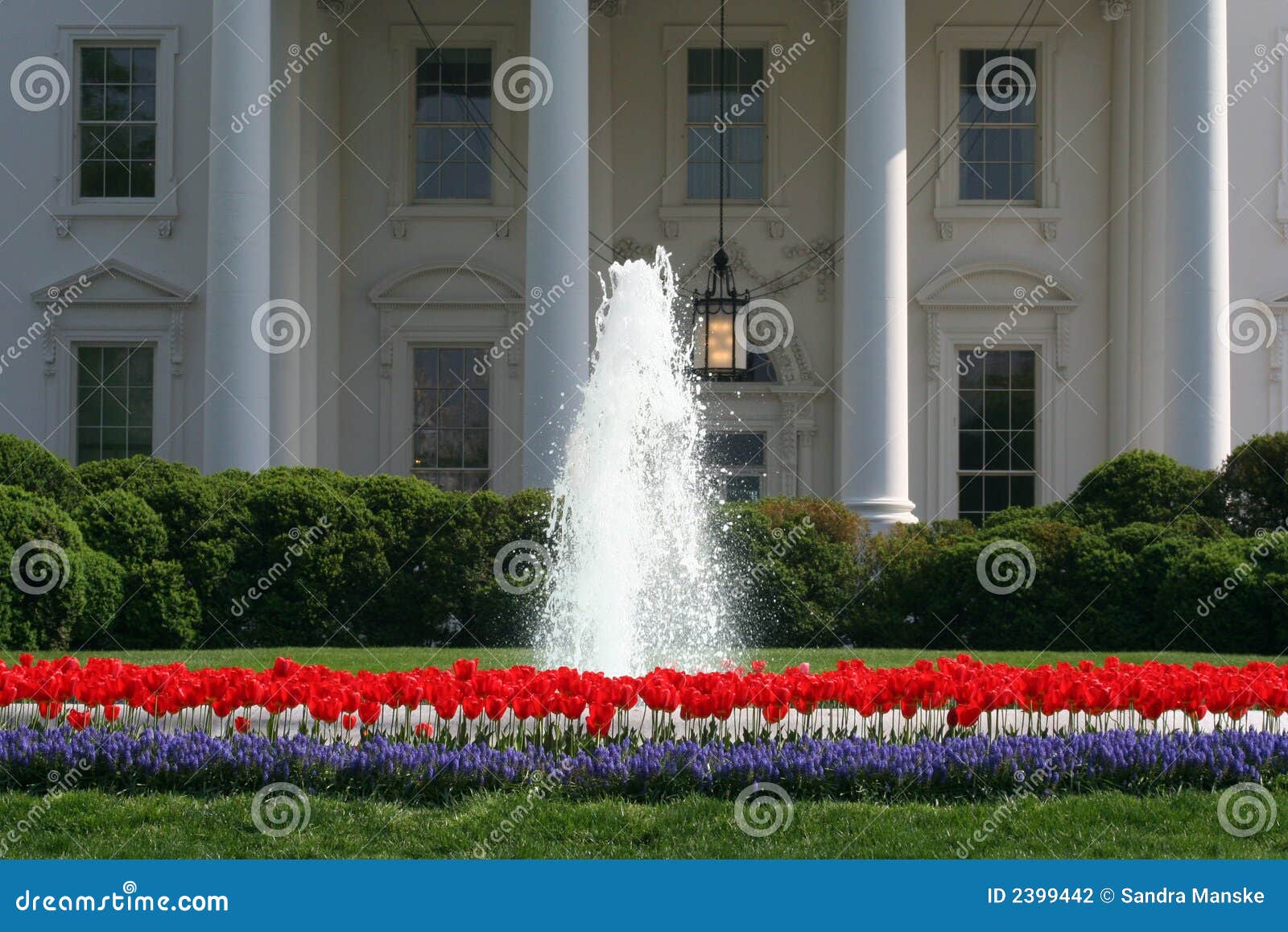 White House Tulip Garden stock photo. Image of district - 2399442