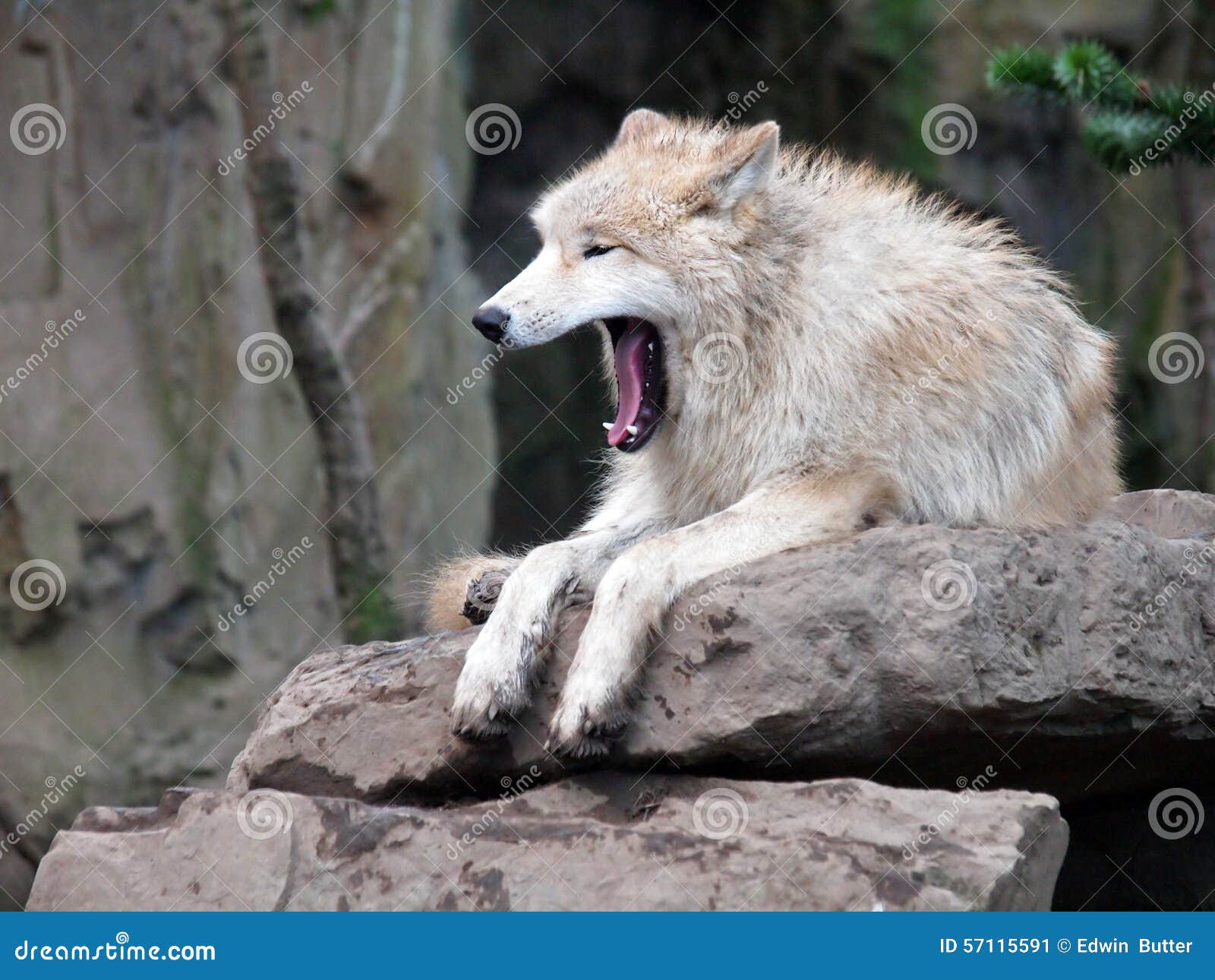 White Hudson Bay Wolf stock image. Image of howling, american - 57115591