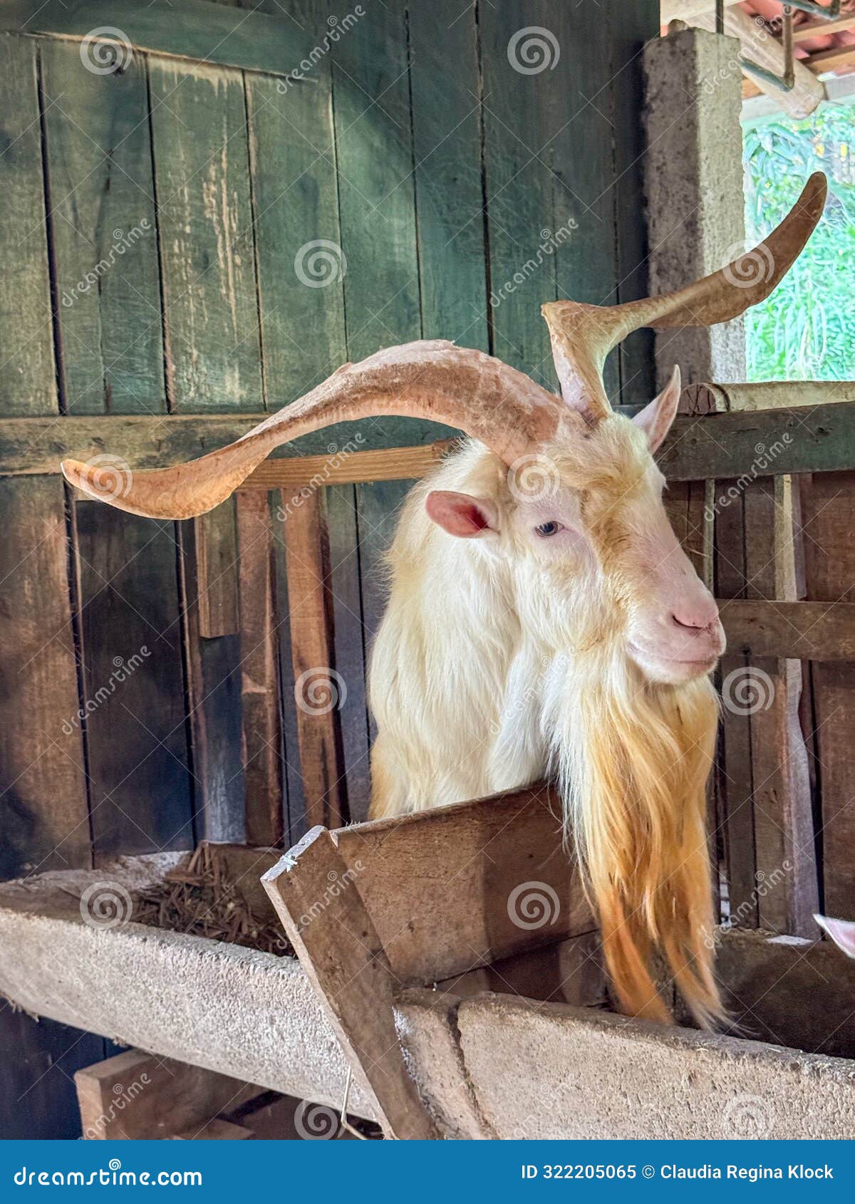White Huge Goat with Horns and Goatee in the Barn Staring the Camera ...