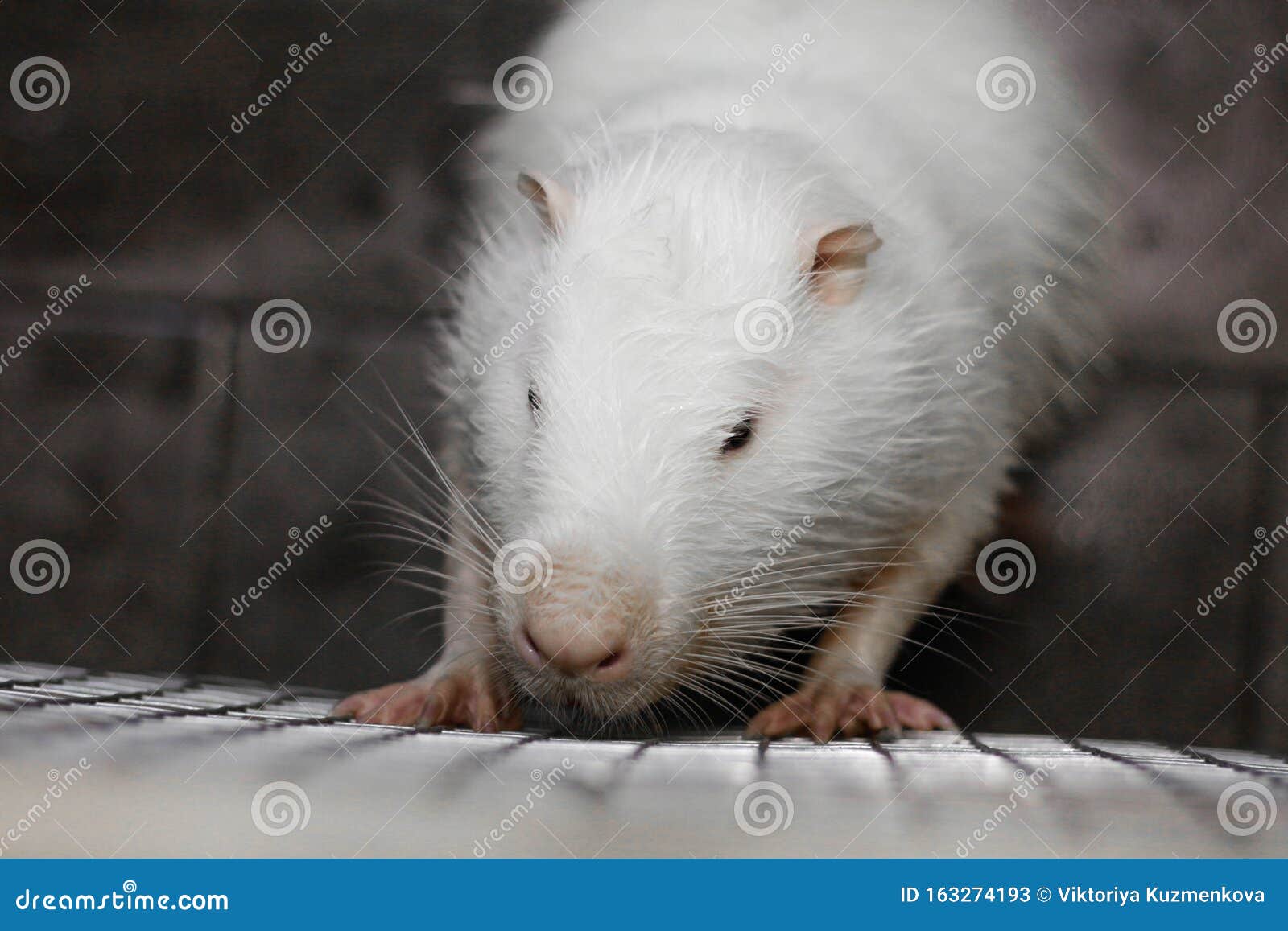 White Huge Nutria. Big White Rat Stock Image - Image of nutria, cute ...