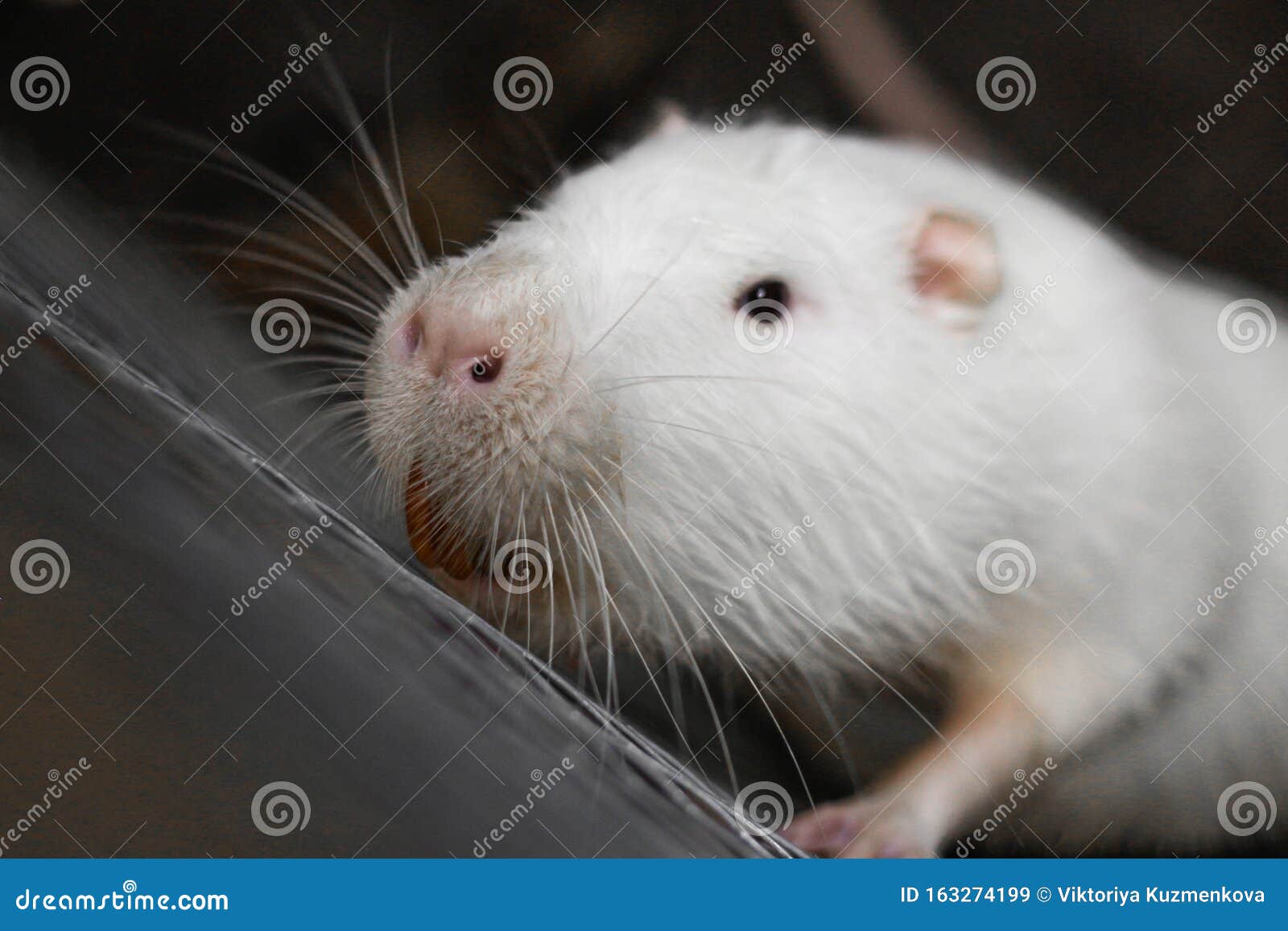 White Huge Nutria. Big White Rat Stock Image - Image of eating, huge ...