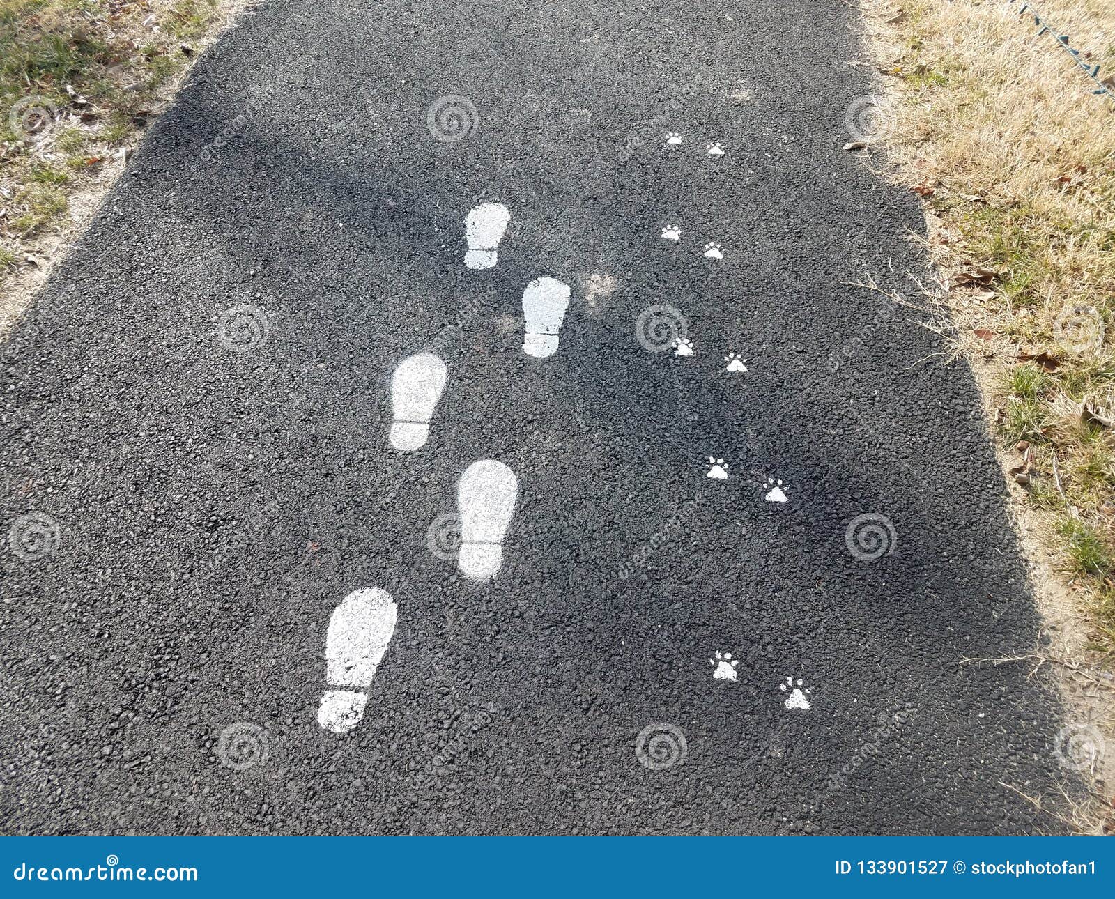 White Human and Animal Footprints on Black Asphalt Stock Image - Image ...