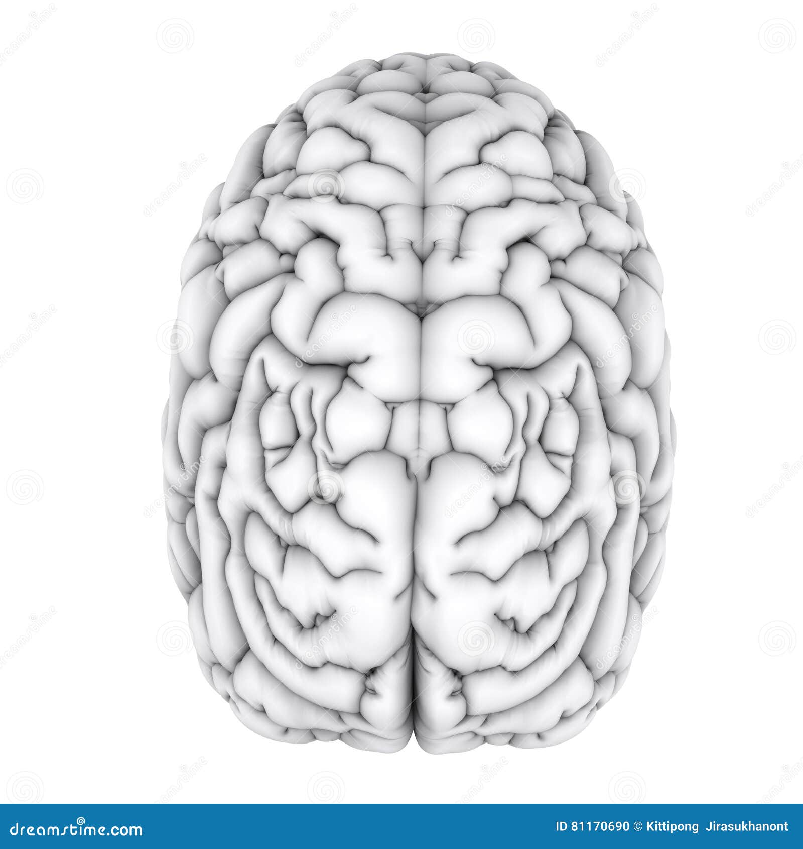 White human brain stock illustration. Illustration of medical - 81170690