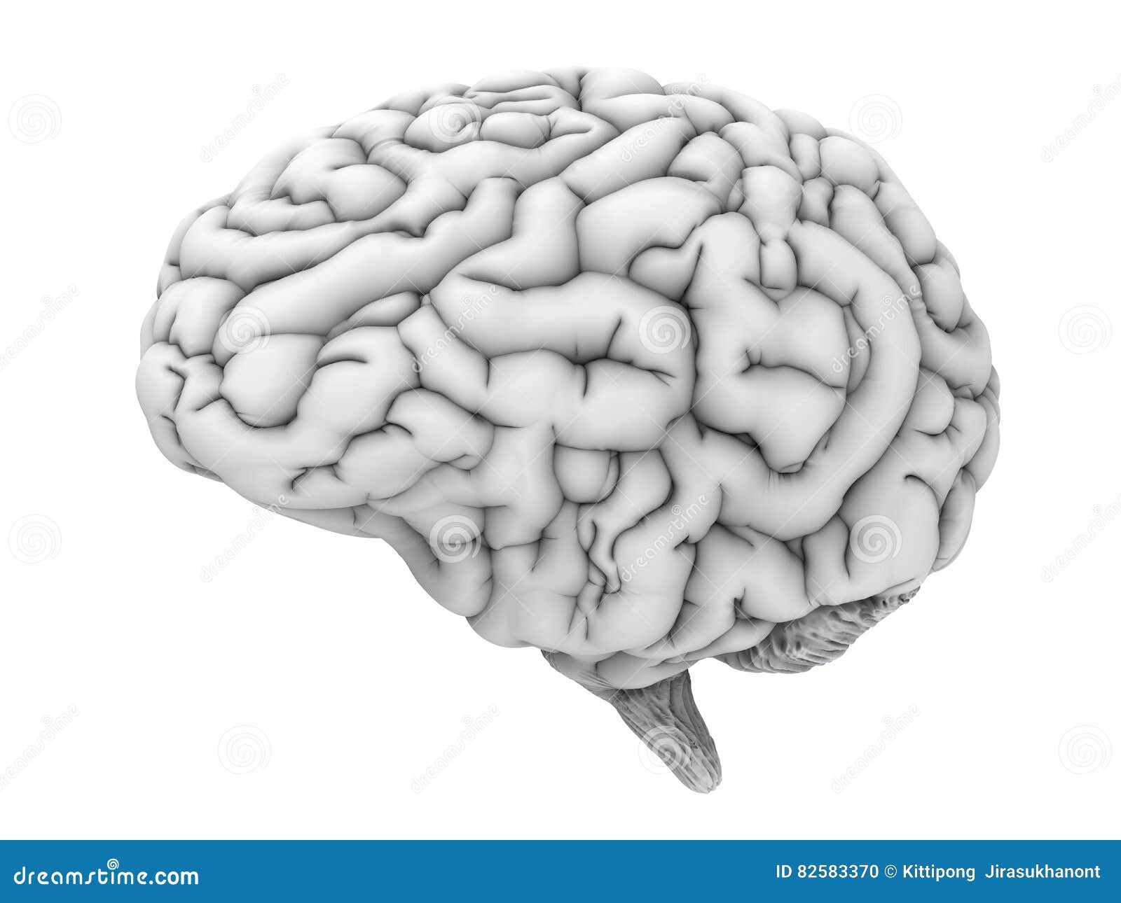 White human brain stock illustration. Illustration of anatomy - 82583370
