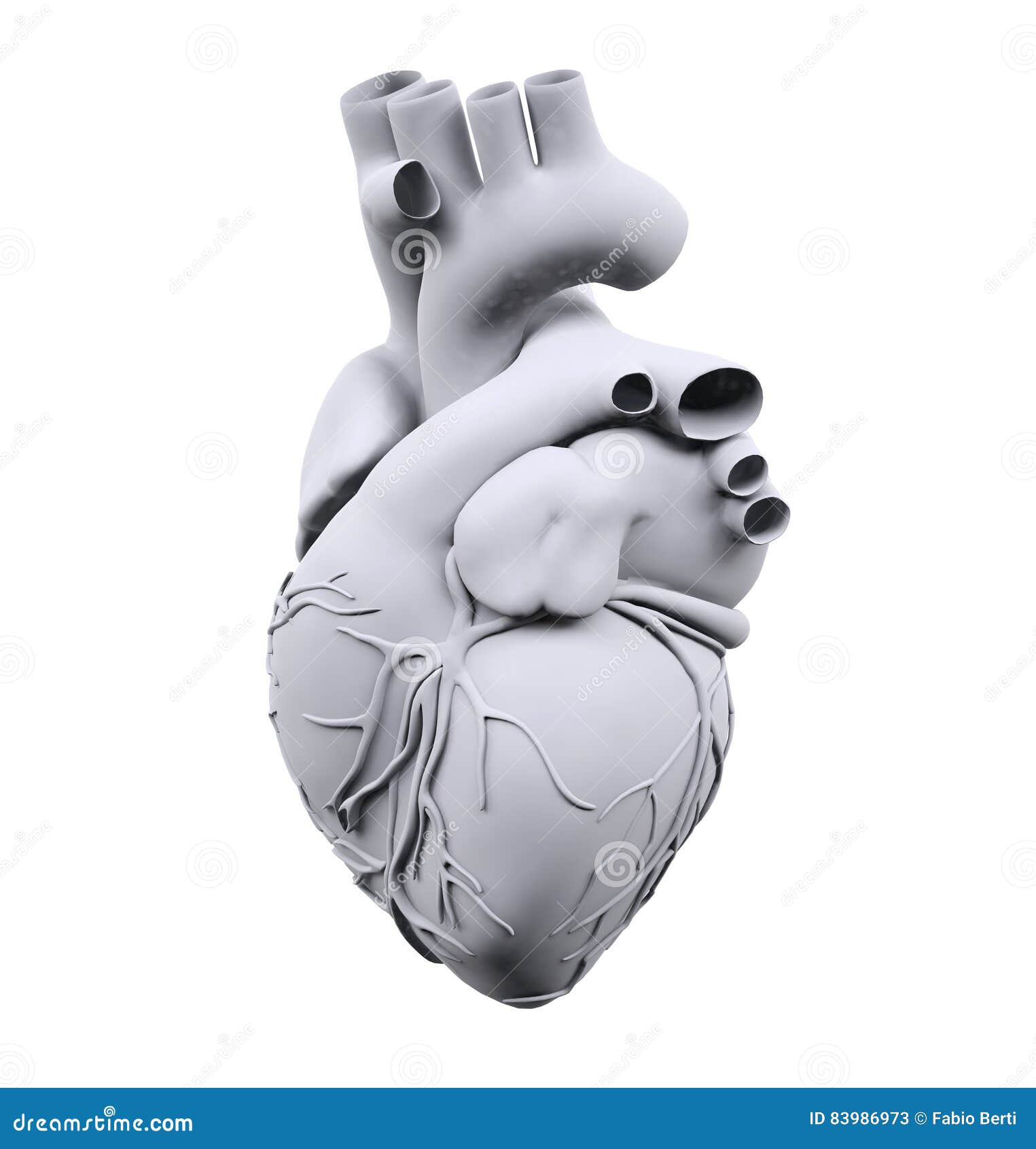 White Human Heart Isolated on White Background Stock Illustration ...