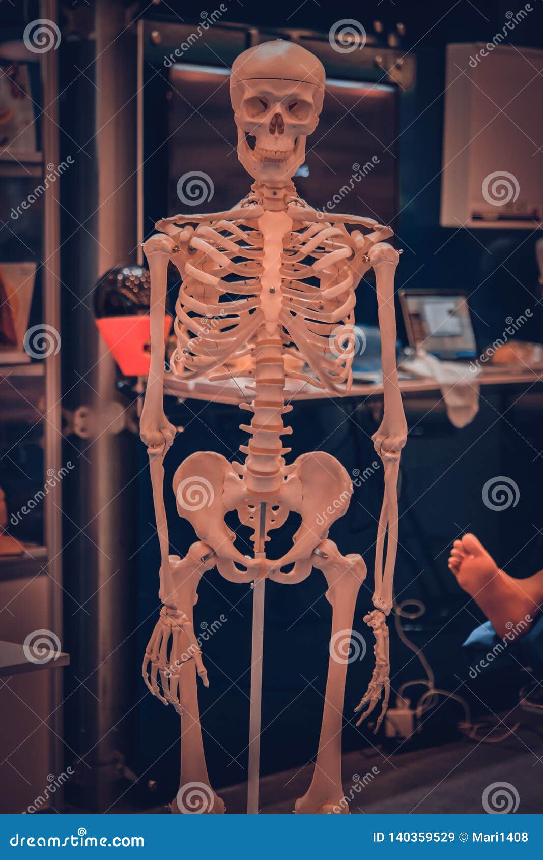 White Human Skeleton Dummy Close-up, Bone Structure Stock Image - Image ...