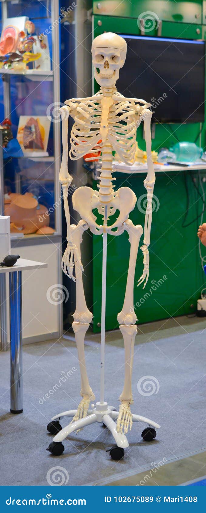 White human skeleton dummy stock image. Image of biological - 102675089