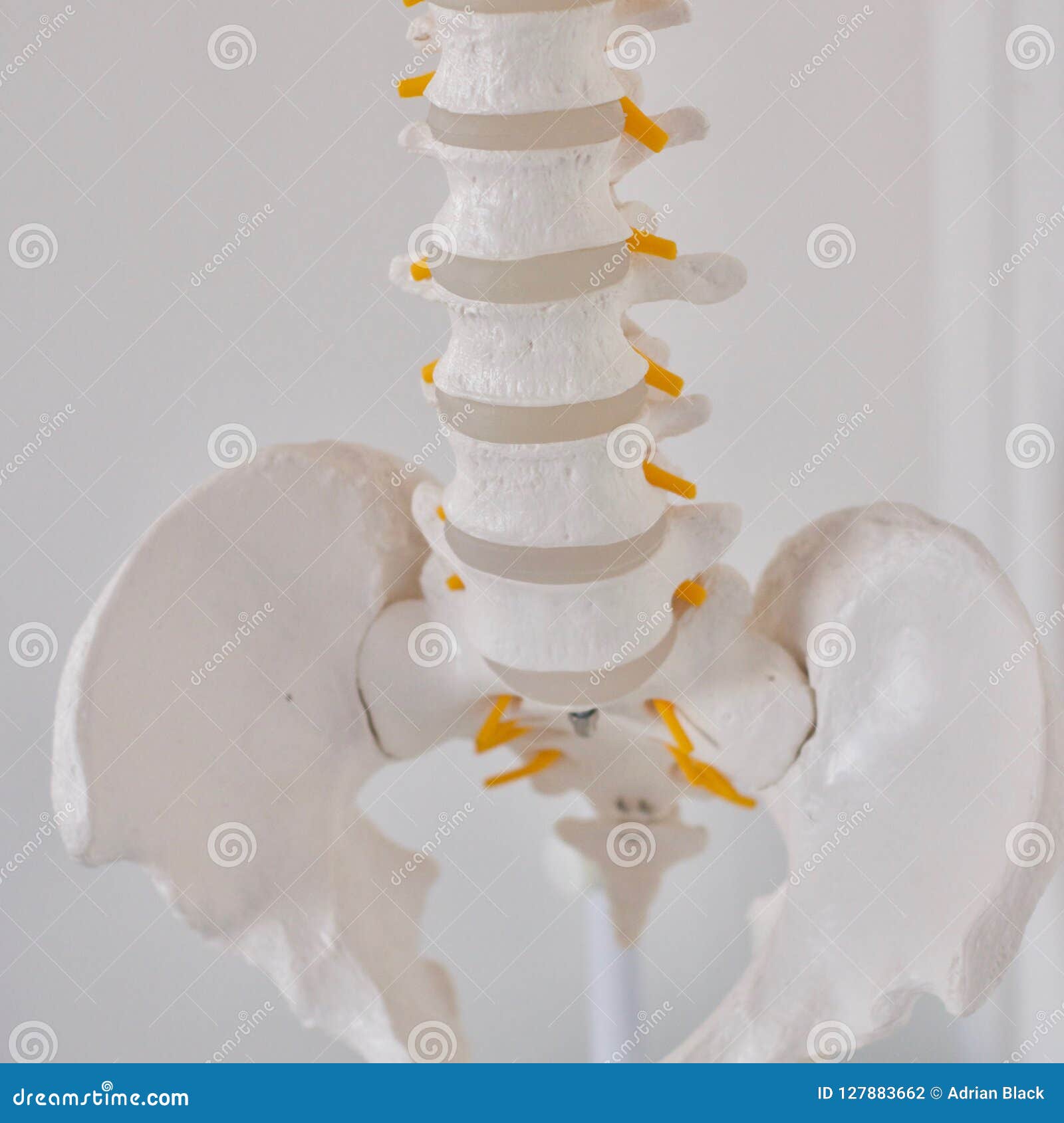 White human skeleton stock photo. Image of medical, anatomy - 127883662