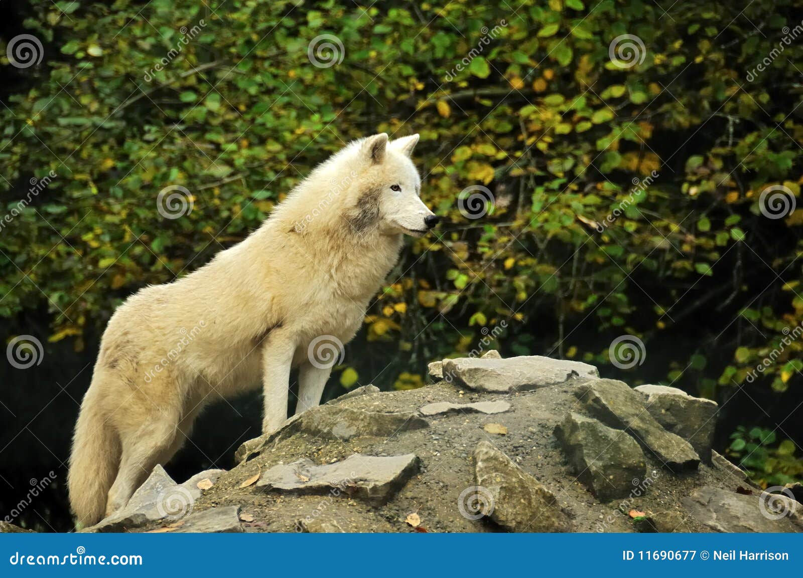 White hunter stock image. Image of threat, alert, wolf - 11690677