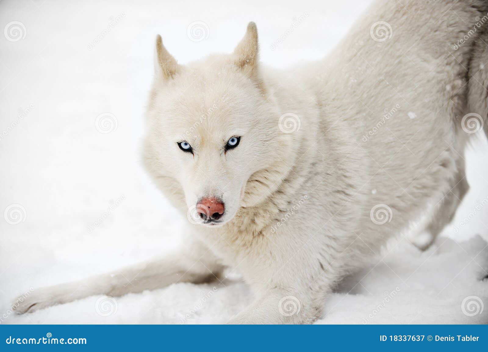 White huskey stock image. Image of husky, horizontal - 18337637