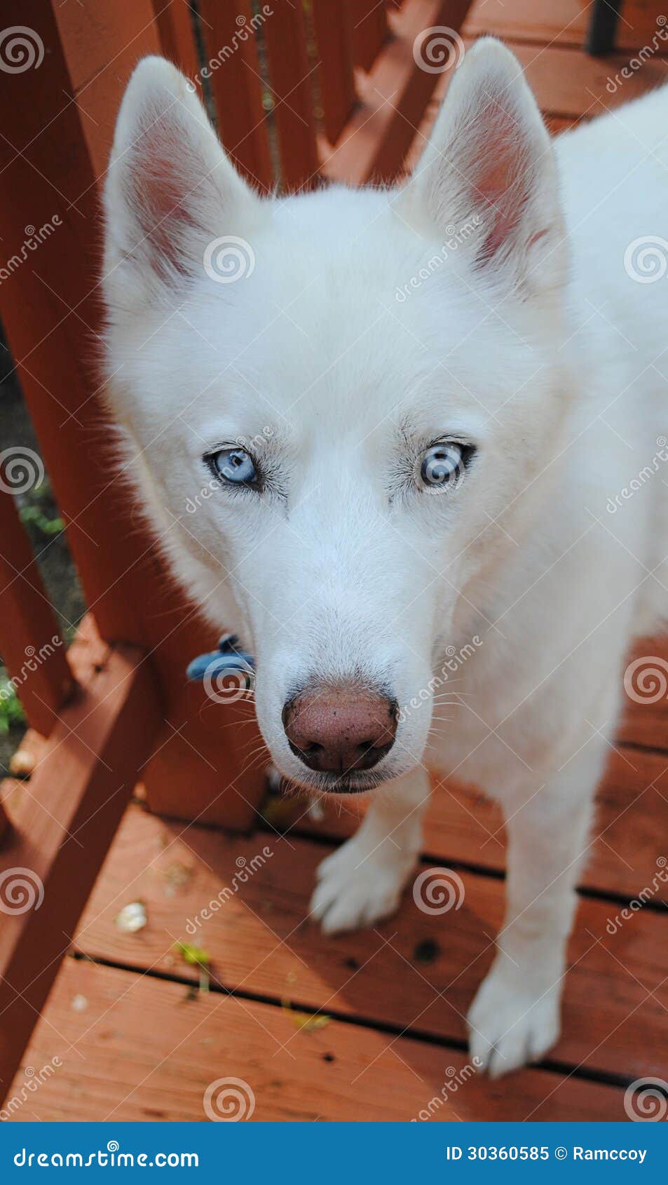 White Husky stock image. Image of husky, white, eyes - 30360585