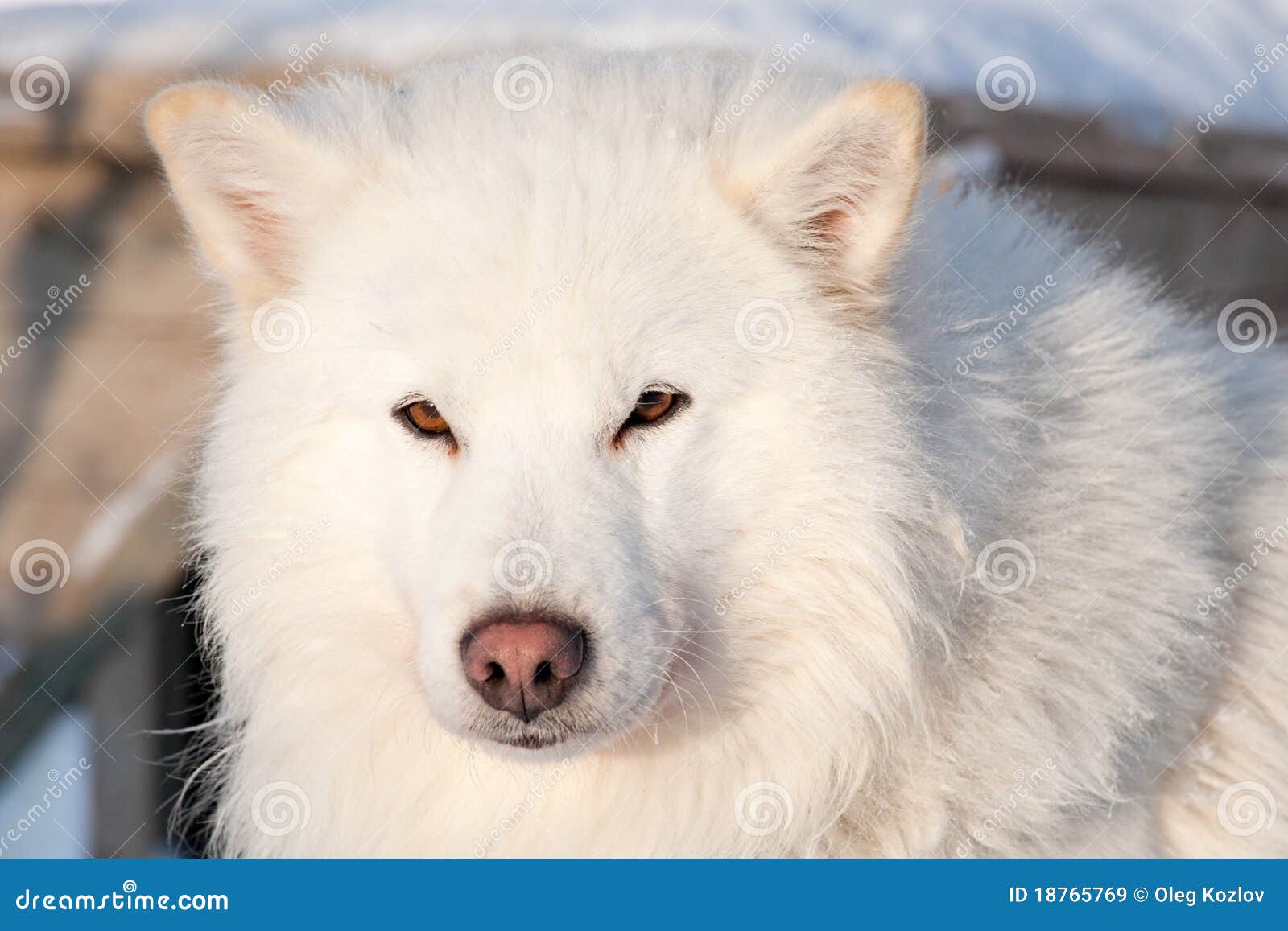White husky portrait stock image. Image of farm, sleddog - 18765769