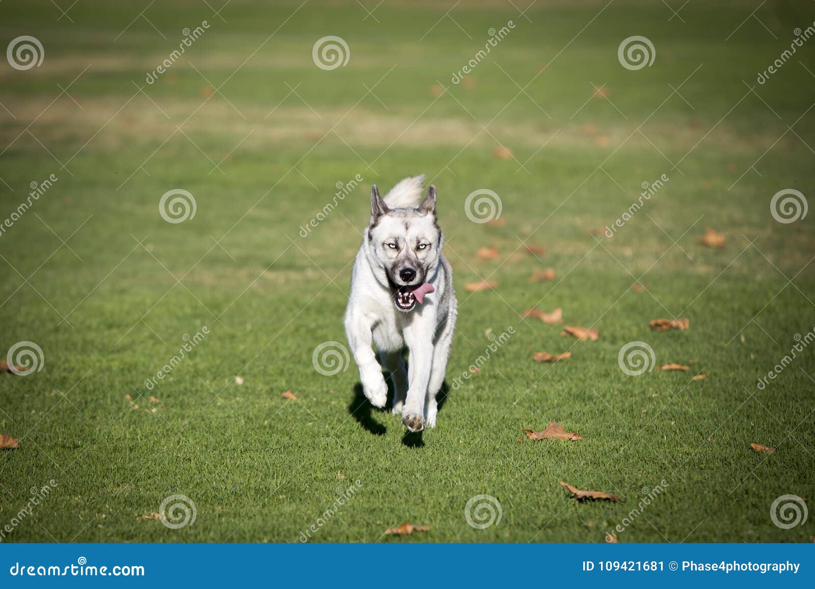 White Husky Running in the Grass Stock Image - Image of nature ...