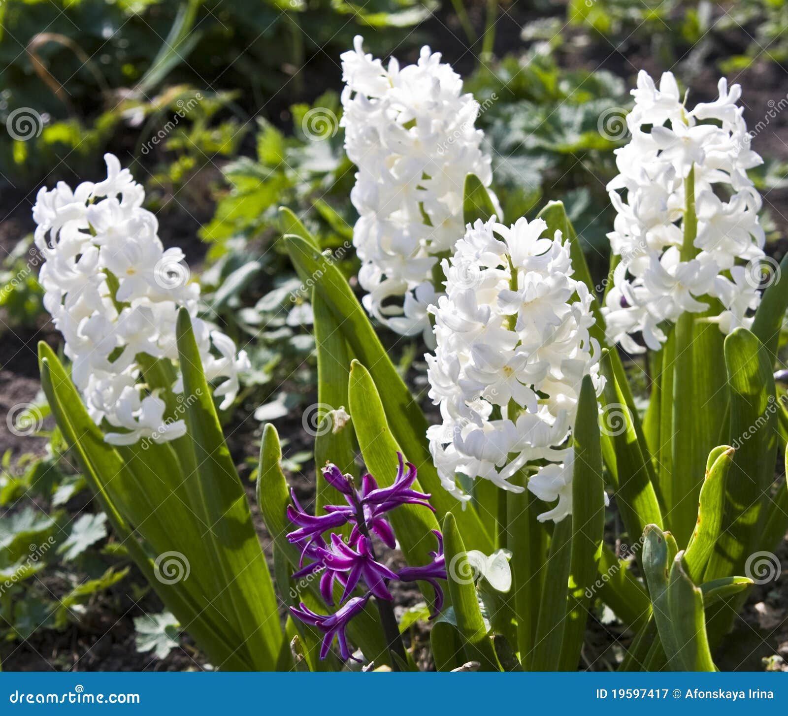 White hyacinth stock image. Image of white, nature, flower - 19597417