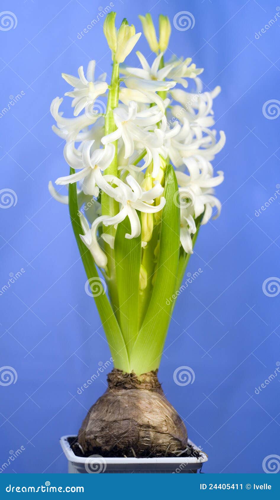 White hyacinth stock image. Image of detail, brightly - 24405411