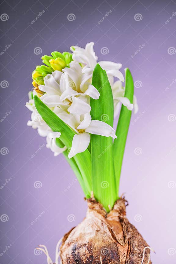 White hyacinth stock image. Image of hyacinth, life, bouquet - 27844645