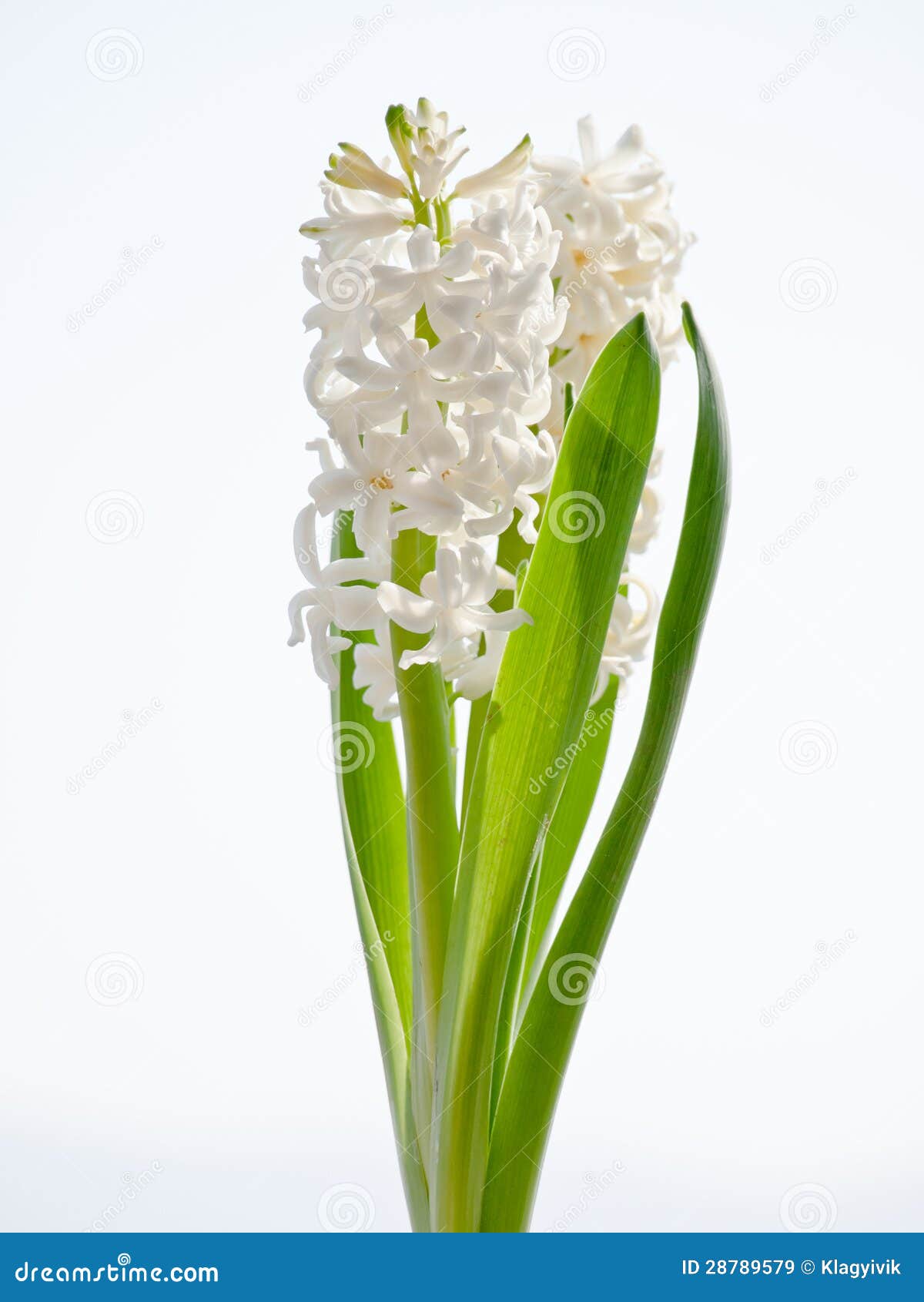 White hyacinth stock image. Image of pretty, horticulture - 28789579