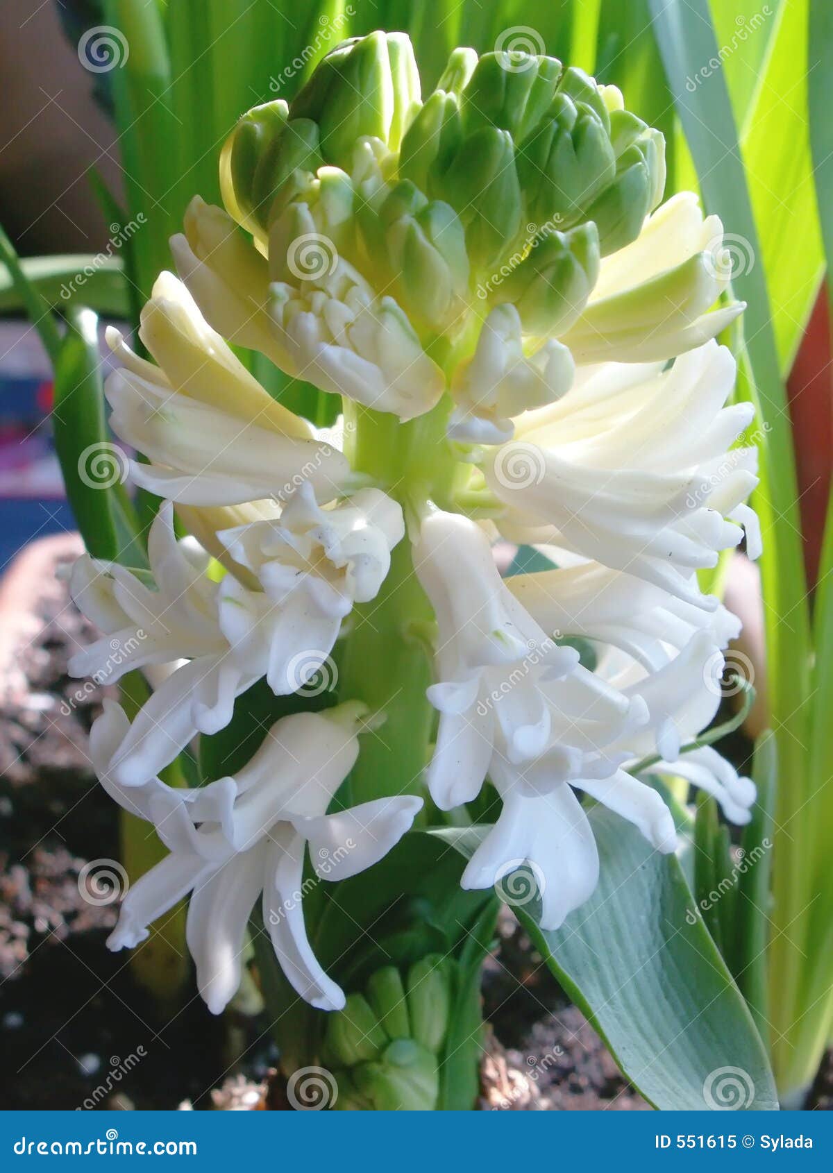 White hyacinth stock image. Image of detail, hyacinth, crocus - 551615