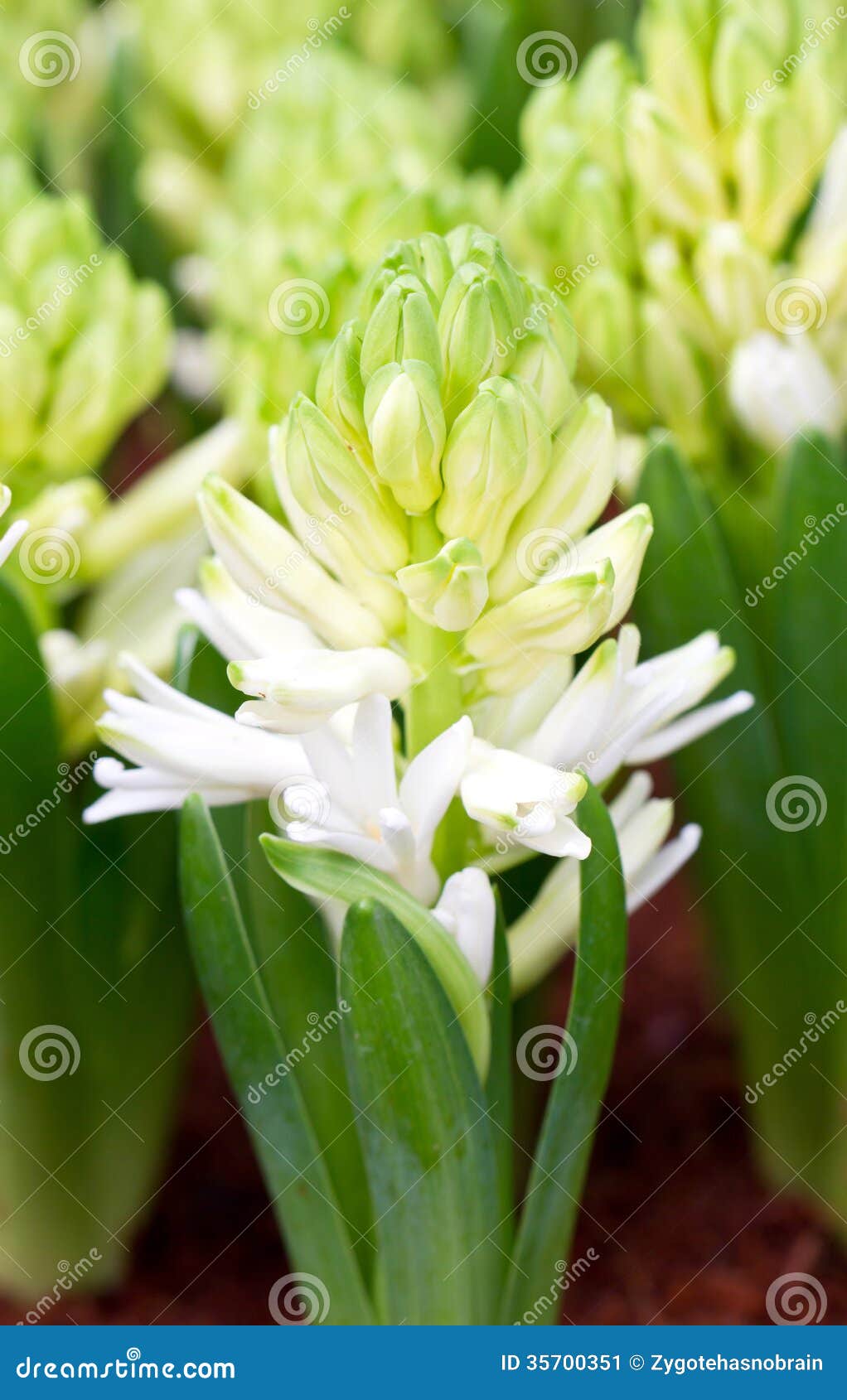 White Hyacinth Flowers. stock image. Image of blooming - 35700351