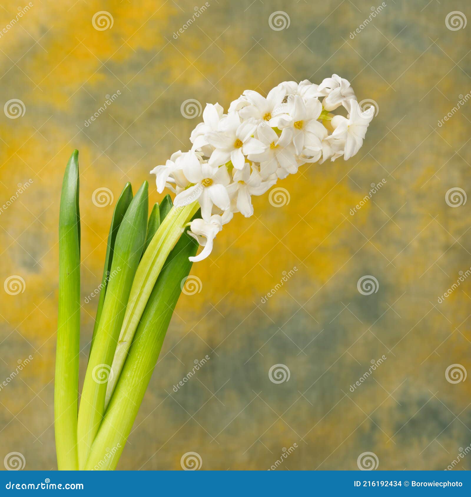 White Hyacinth -symbol of the Coming Spring Stock Photo - Image of ...