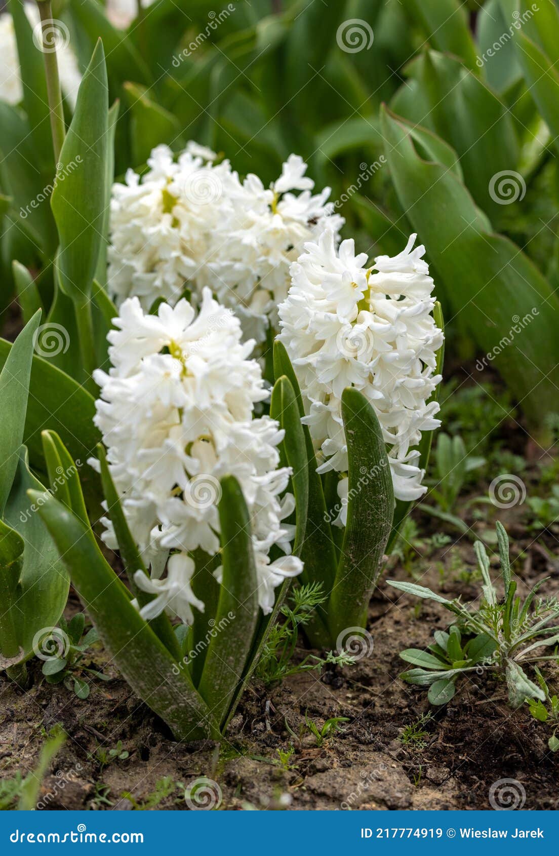 White Hyacinths in a Flowerbed in Early Spring. Stock Image - Image of ...
