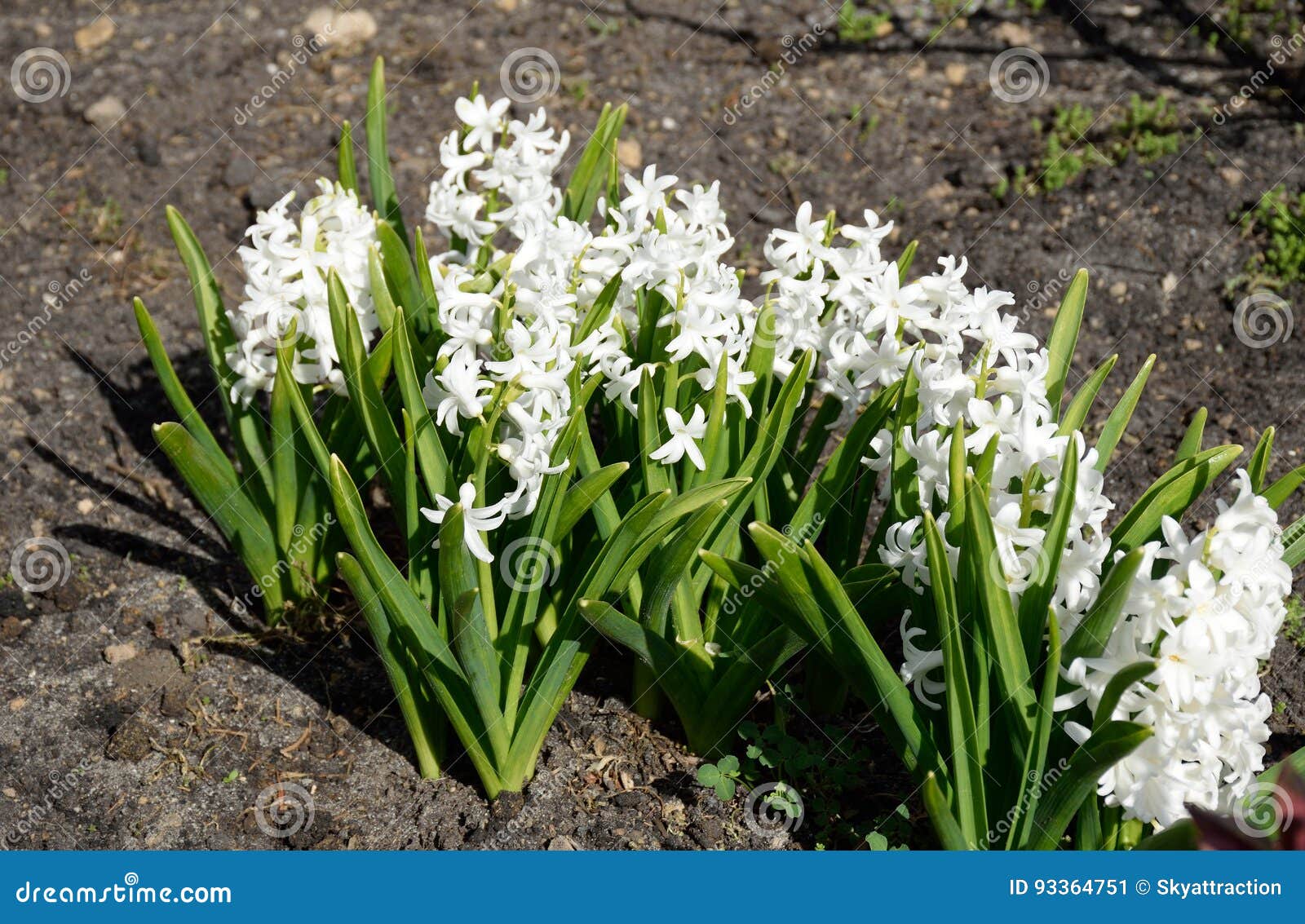 White hyacinths stock image. Image of blooming, botanical - 93364751