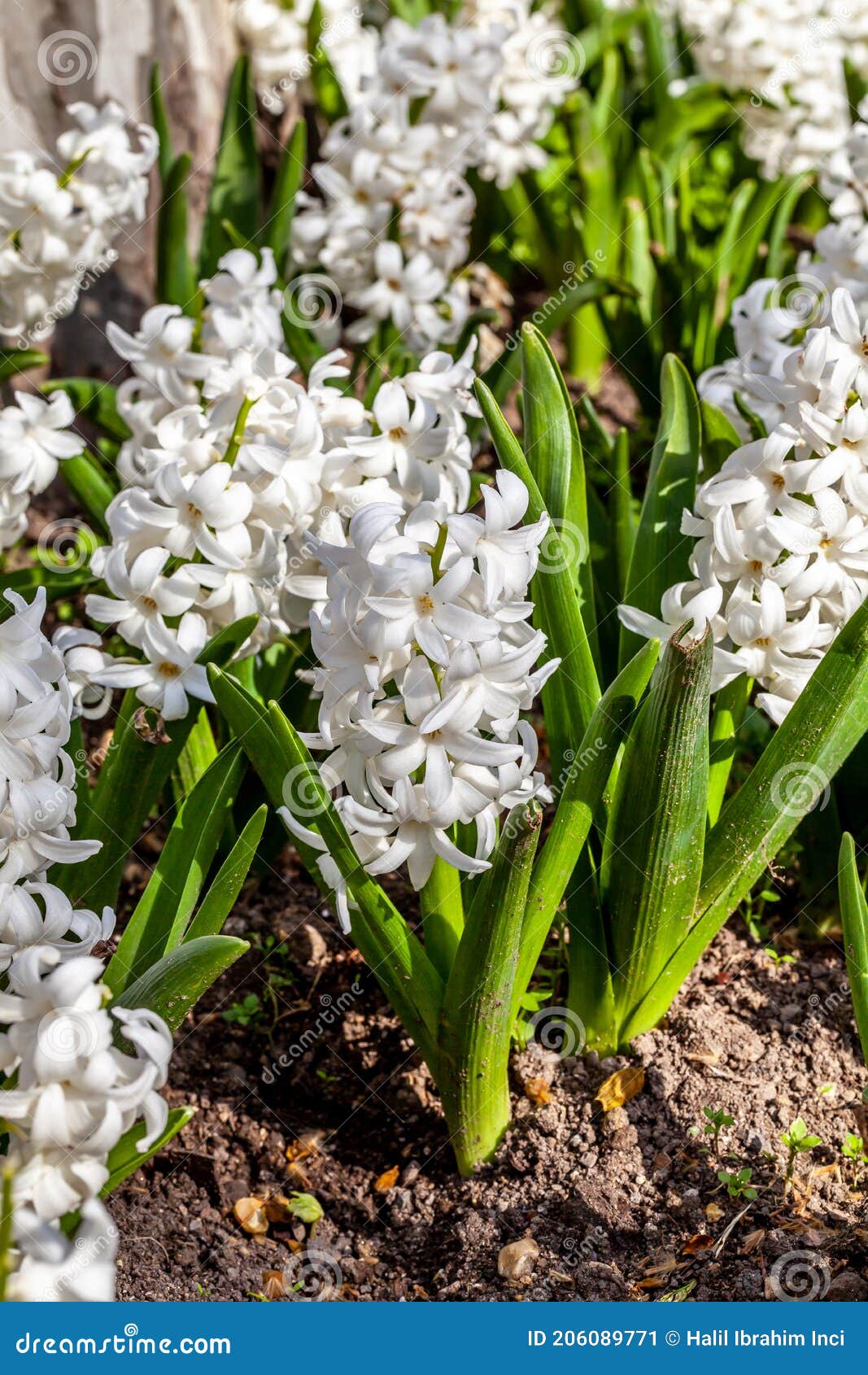 White hyacinths springtime stock image. Image of colors - 206089771
