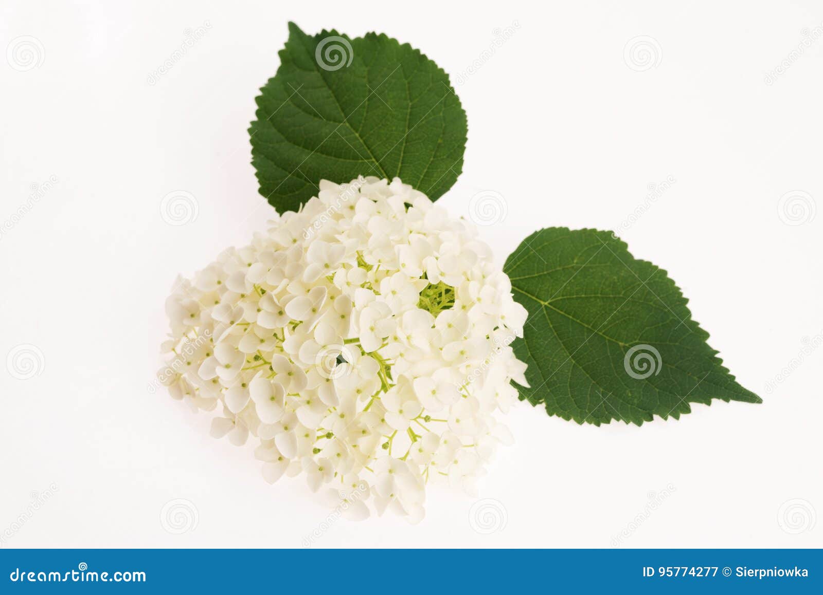 White hydrangea stock image. Image of white, nature, beauty - 95774277