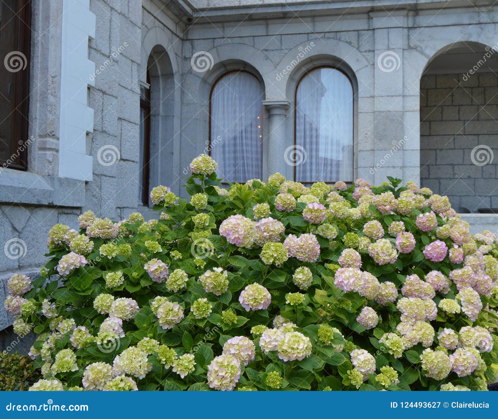 White Hydrangea Bush Blooms Under the Arched Windows of an Old Stone ...