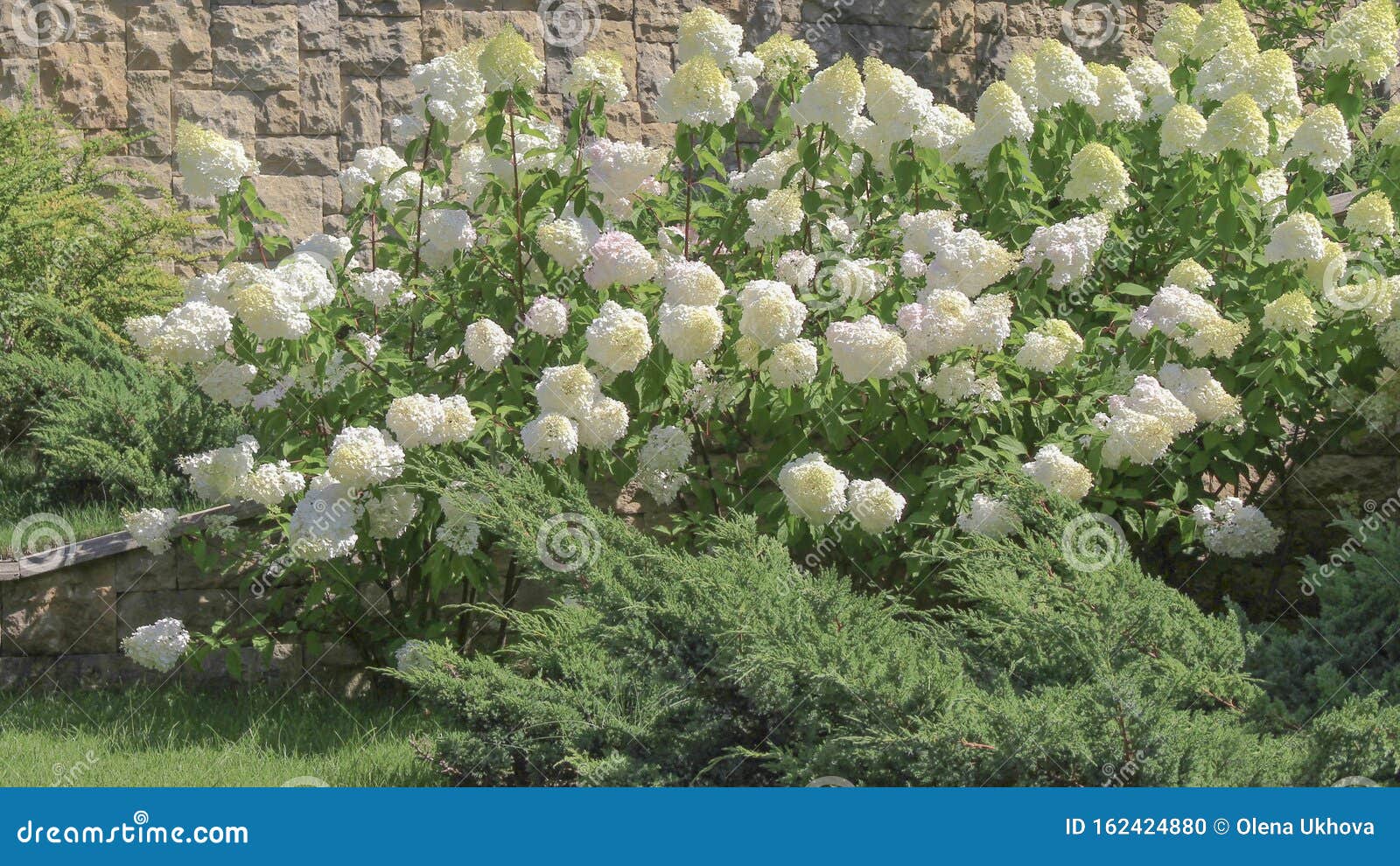 White Hydrangea Bushes, Fences Made of Natural Stone Stock Photo ...