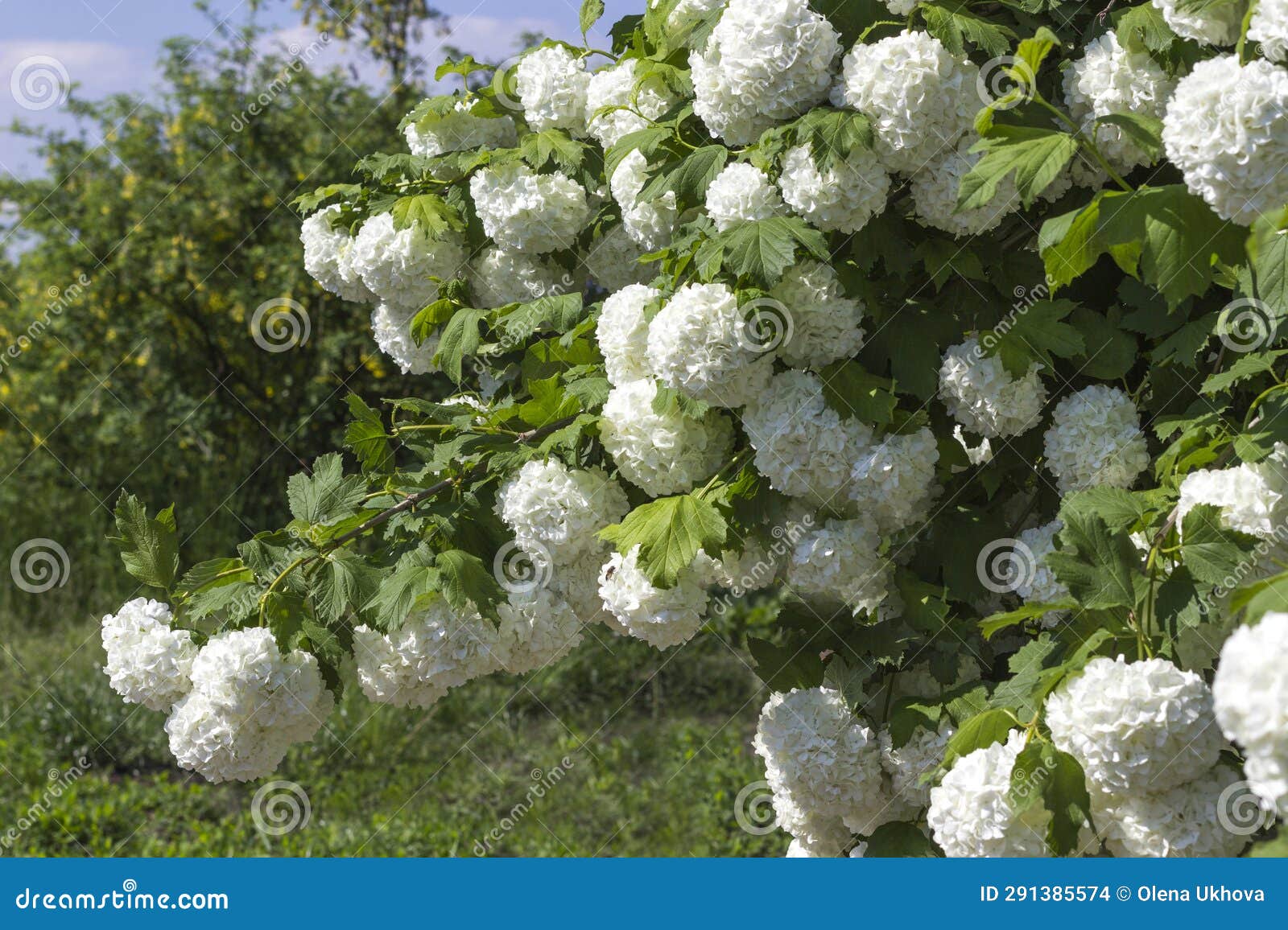 White Hydrangea Bushes in the Garden Stock Photo - Image of plant ...