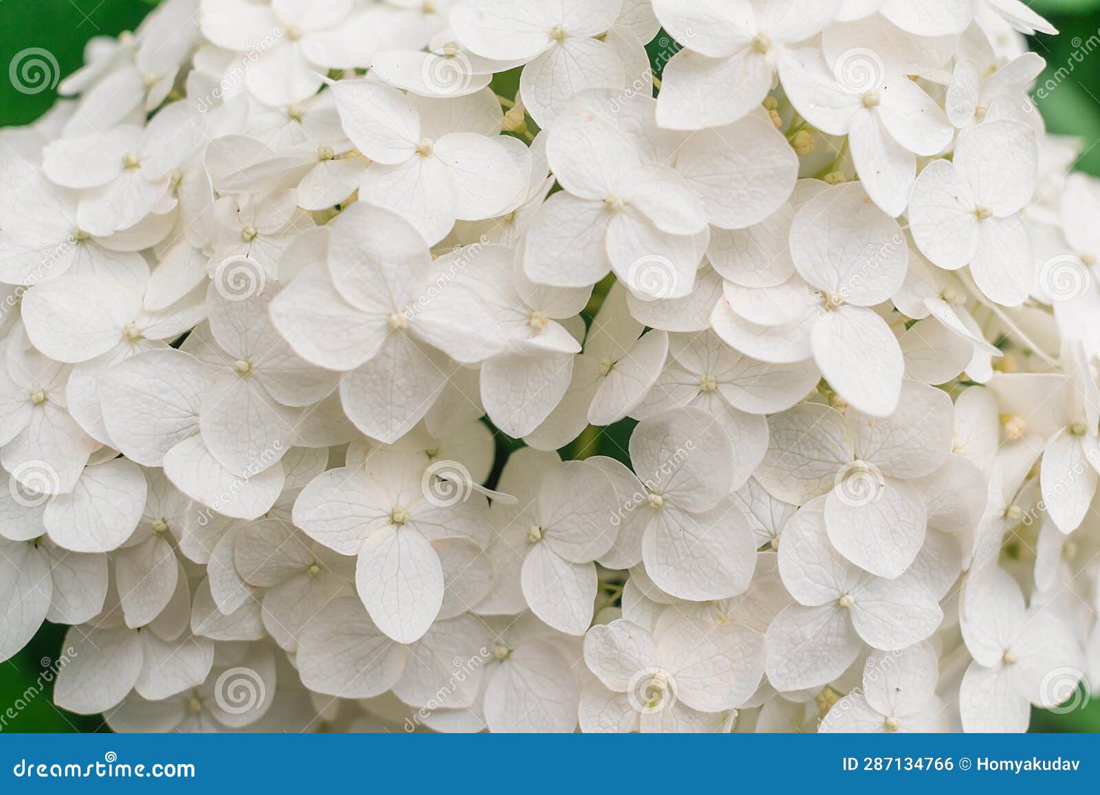 White hydrangea close up. stock photo. Image of desktop - 287134766
