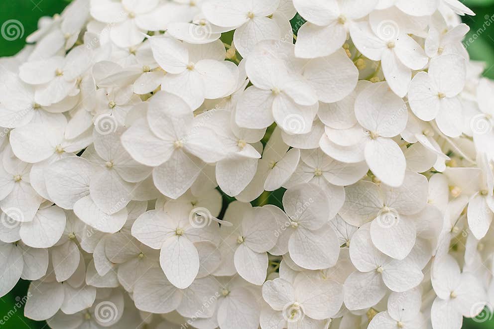 White hydrangea close up. stock photo. Image of desktop - 287134766
