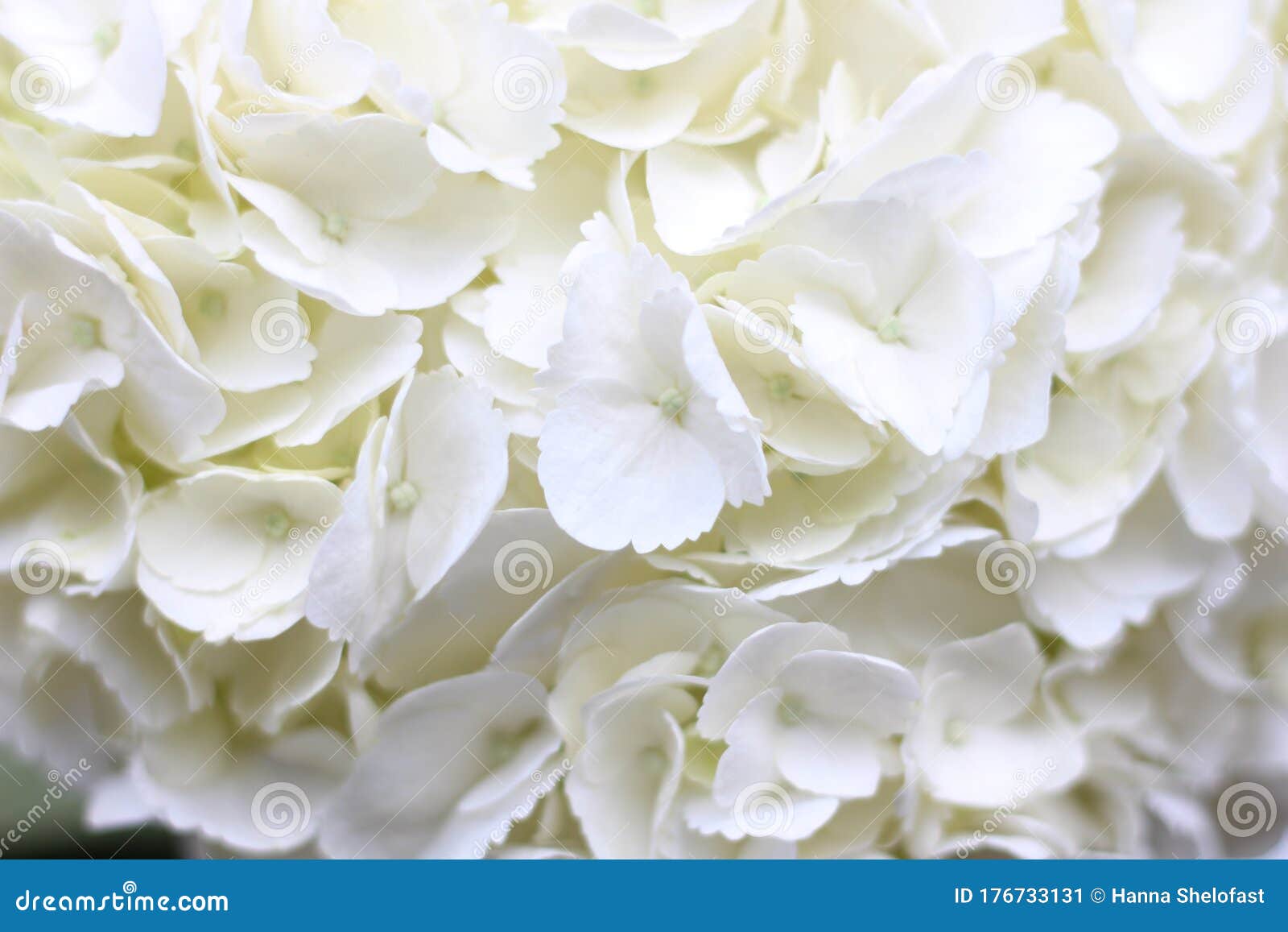 White Hydrangea Floral Background, Screensaver on Your Desktop Stock ...