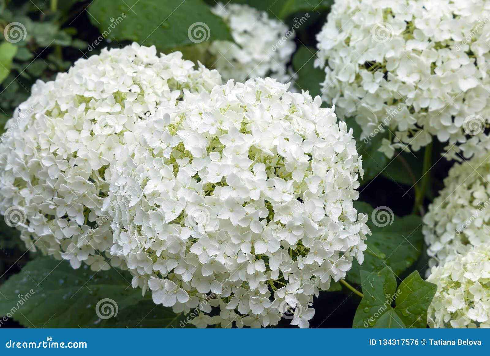 White Hydrangea Flower in Garden Stock Photo - Image of hydrangea ...