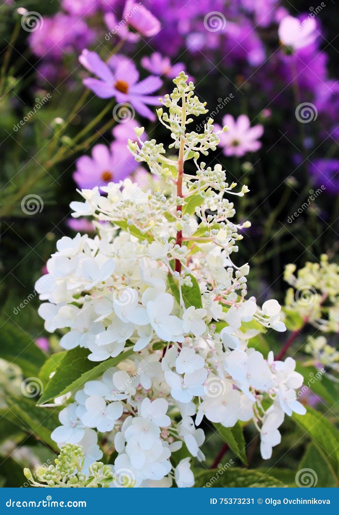 White Hydrangea Flower in Sunset Sunlight. Stock Image - Image of green ...