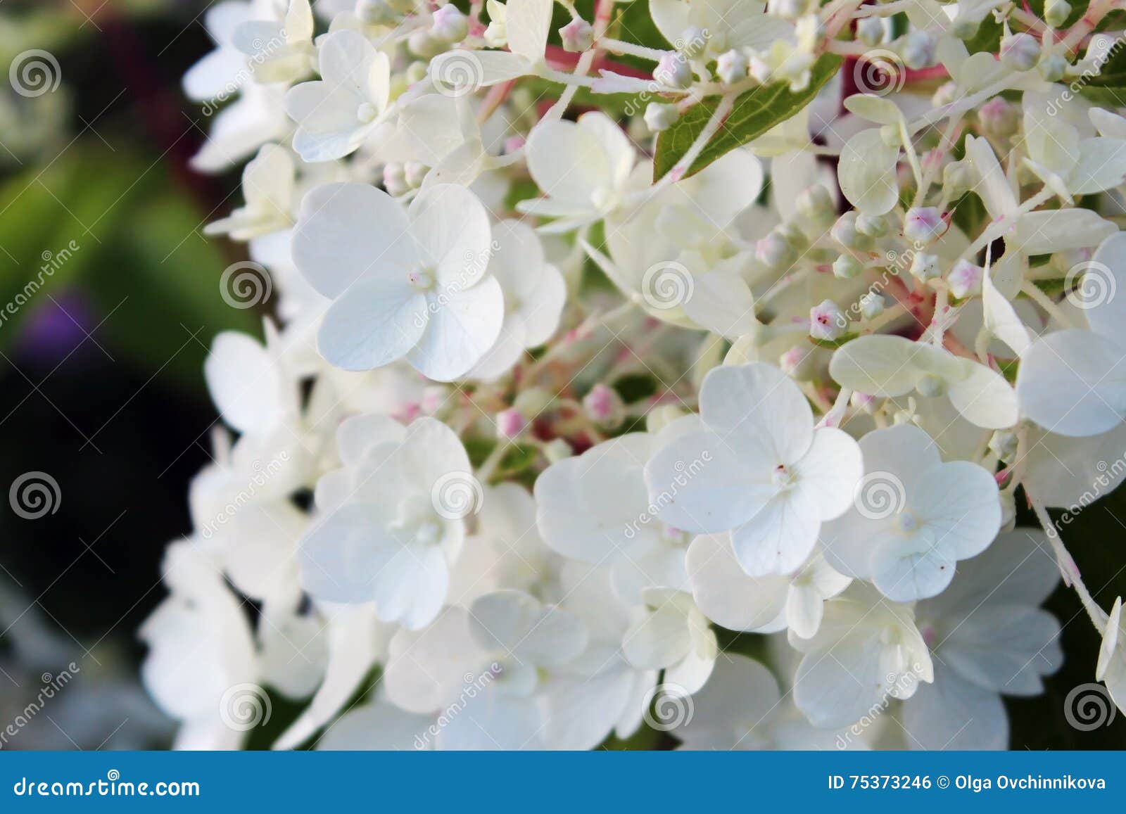 White Hydrangea Flower in Sunset Sunlight. Stock Photo - Image of leaf ...