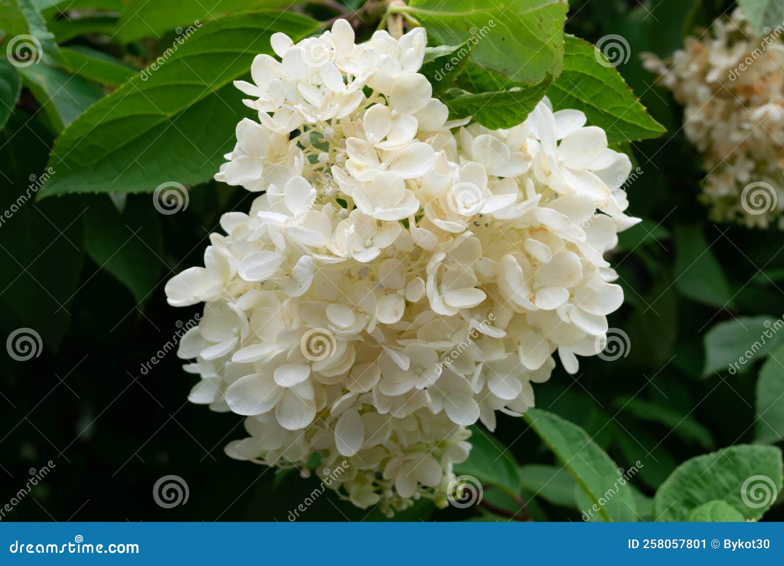 White Hydrangea Flowers in the Garden, Close-up. Stock Image - Image of ...