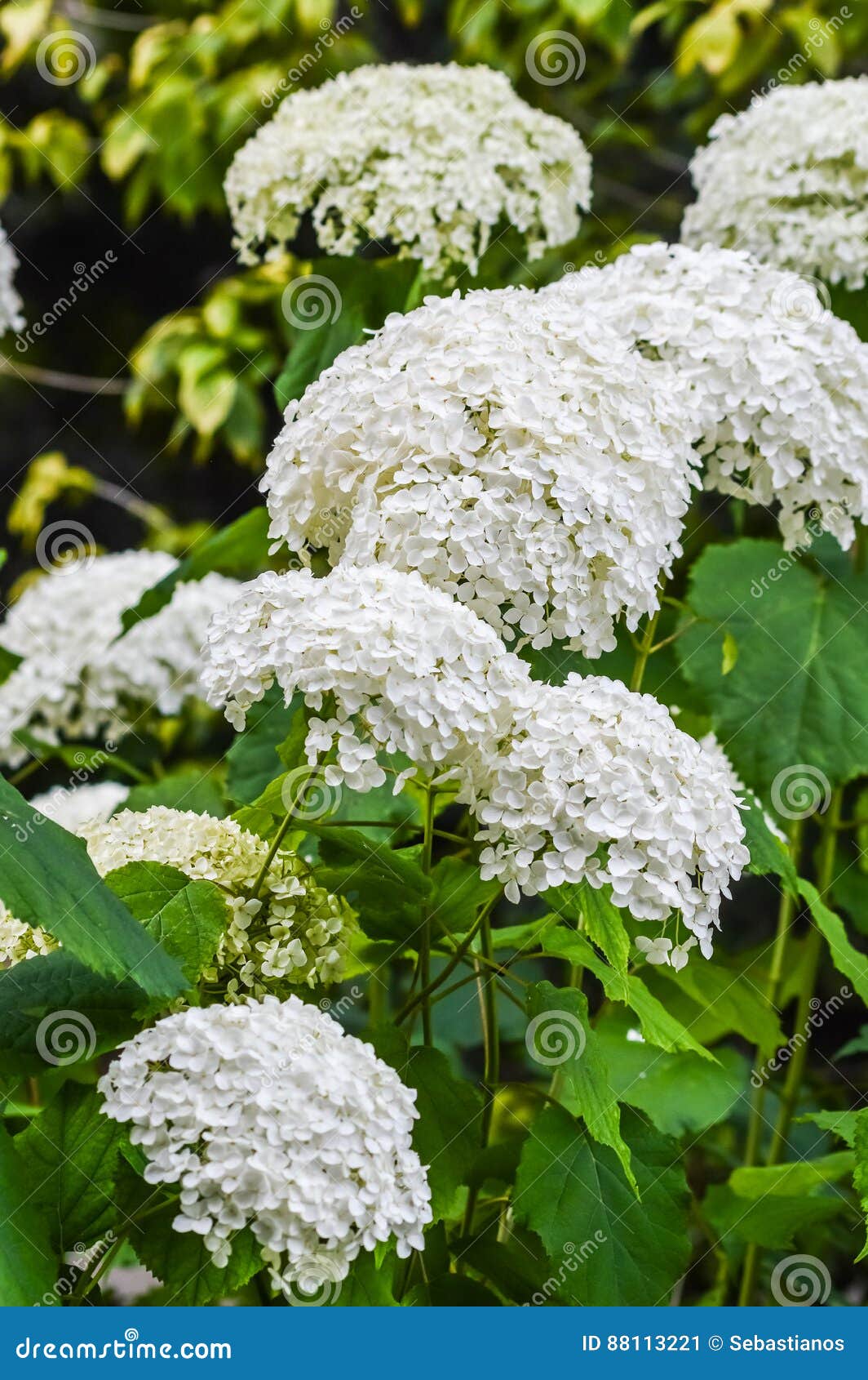 White Hydrangea Flowers Bush Stock Image - Image of delicate, freshness ...