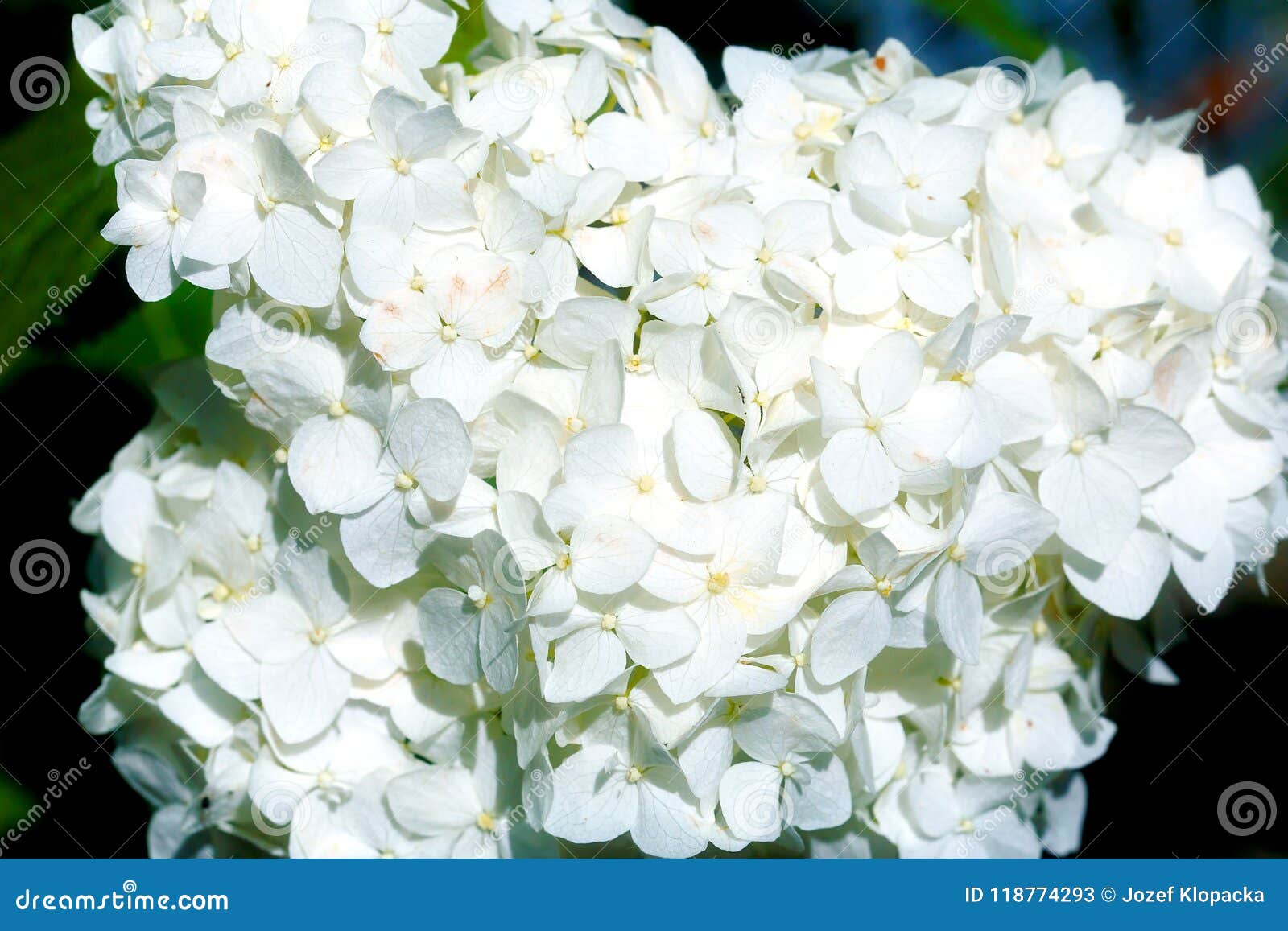 White Hydrangea Flowers. Floral Background. Stock Image - Image of ...