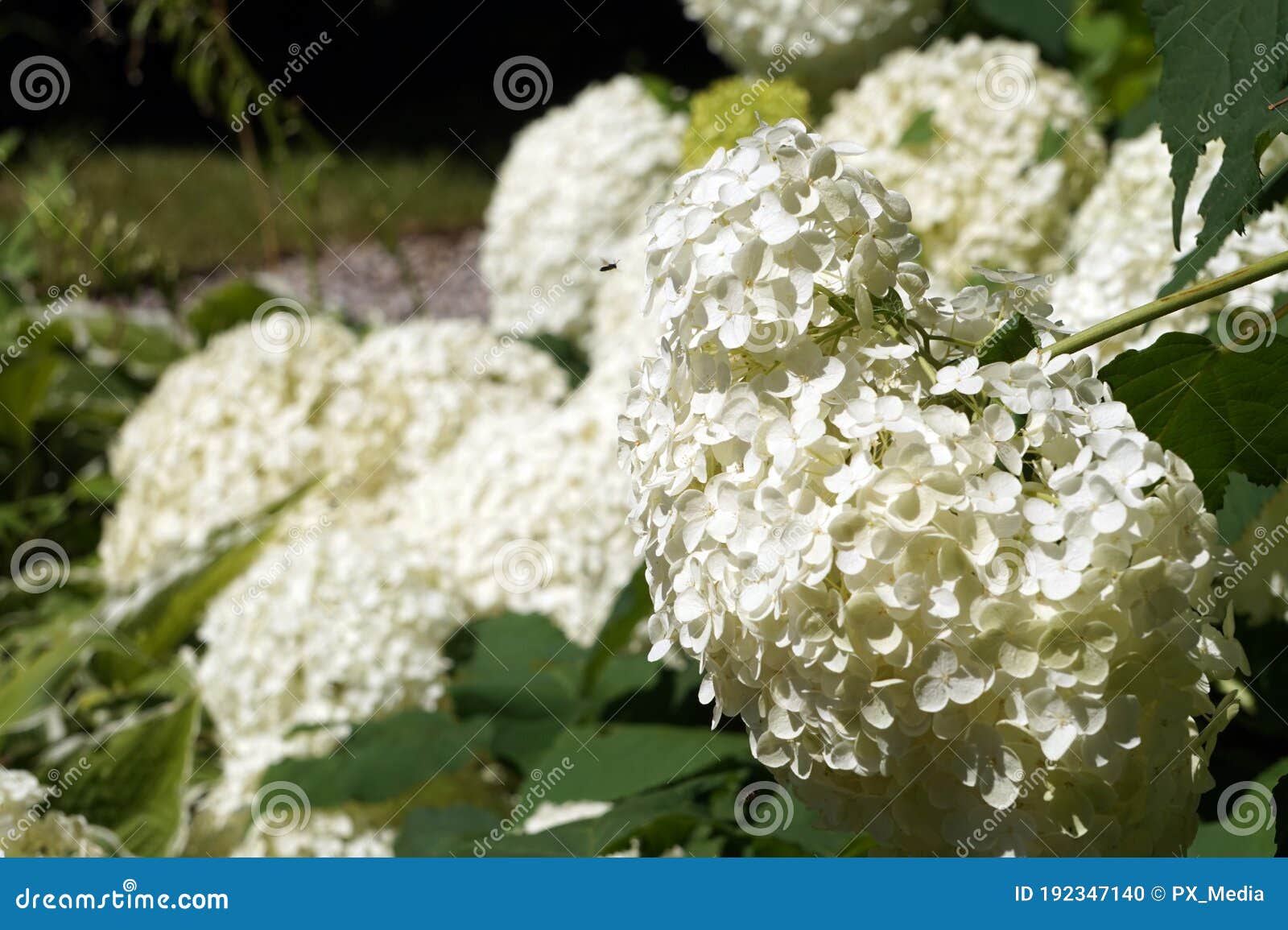 White Hydrangea Flowers in Garden Stock Photo - Image of hydrangea ...