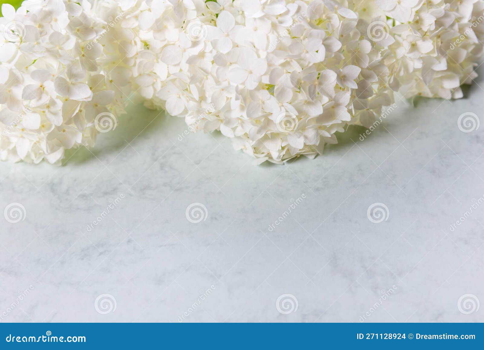 White Hydrangea Flowers Panoramic Border, Banner, Wedding Romantic ...
