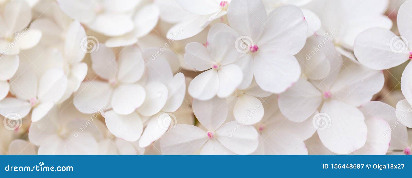 White Hydrangea Flowers Panoramic Border, Banner, Wedding Romantic ...