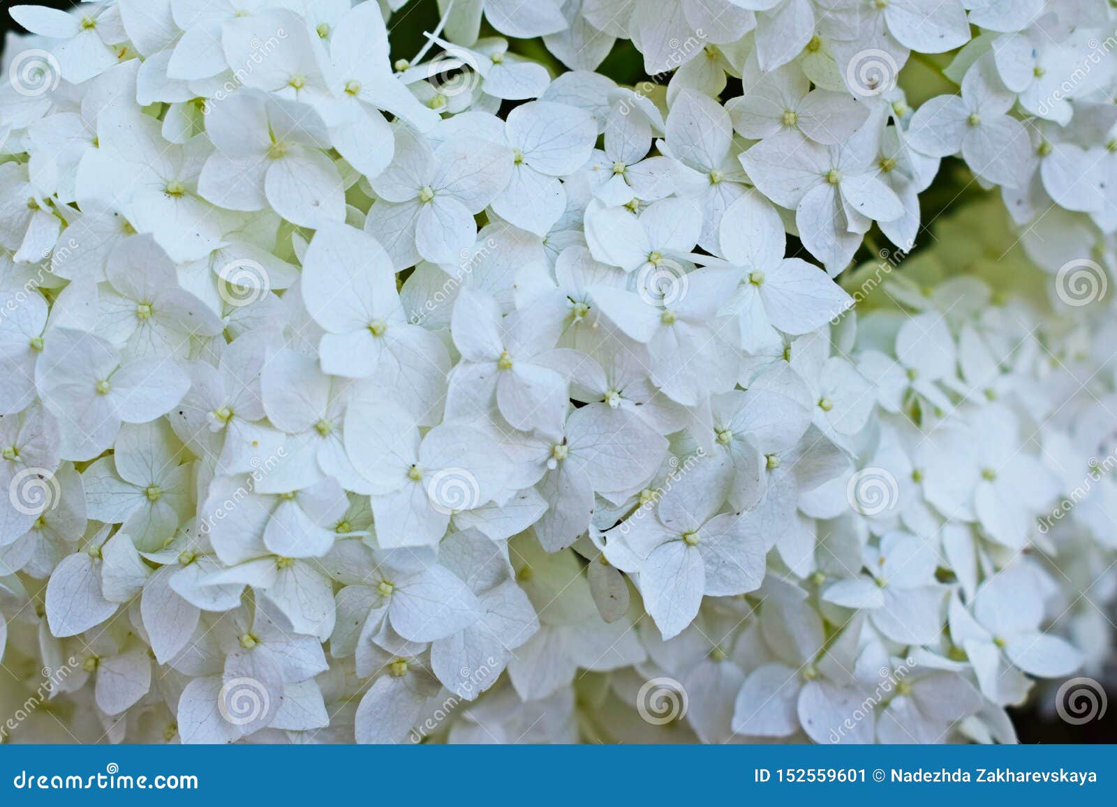 White hydrangea flowers. stock image. Image of garden - 152559601